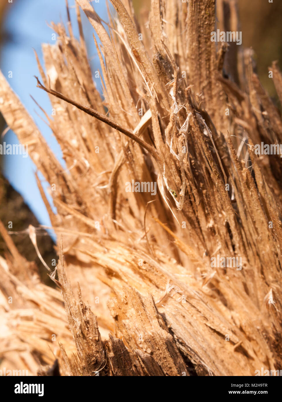 close up of chipped split wooden branch texture sharp splinters; essex ...