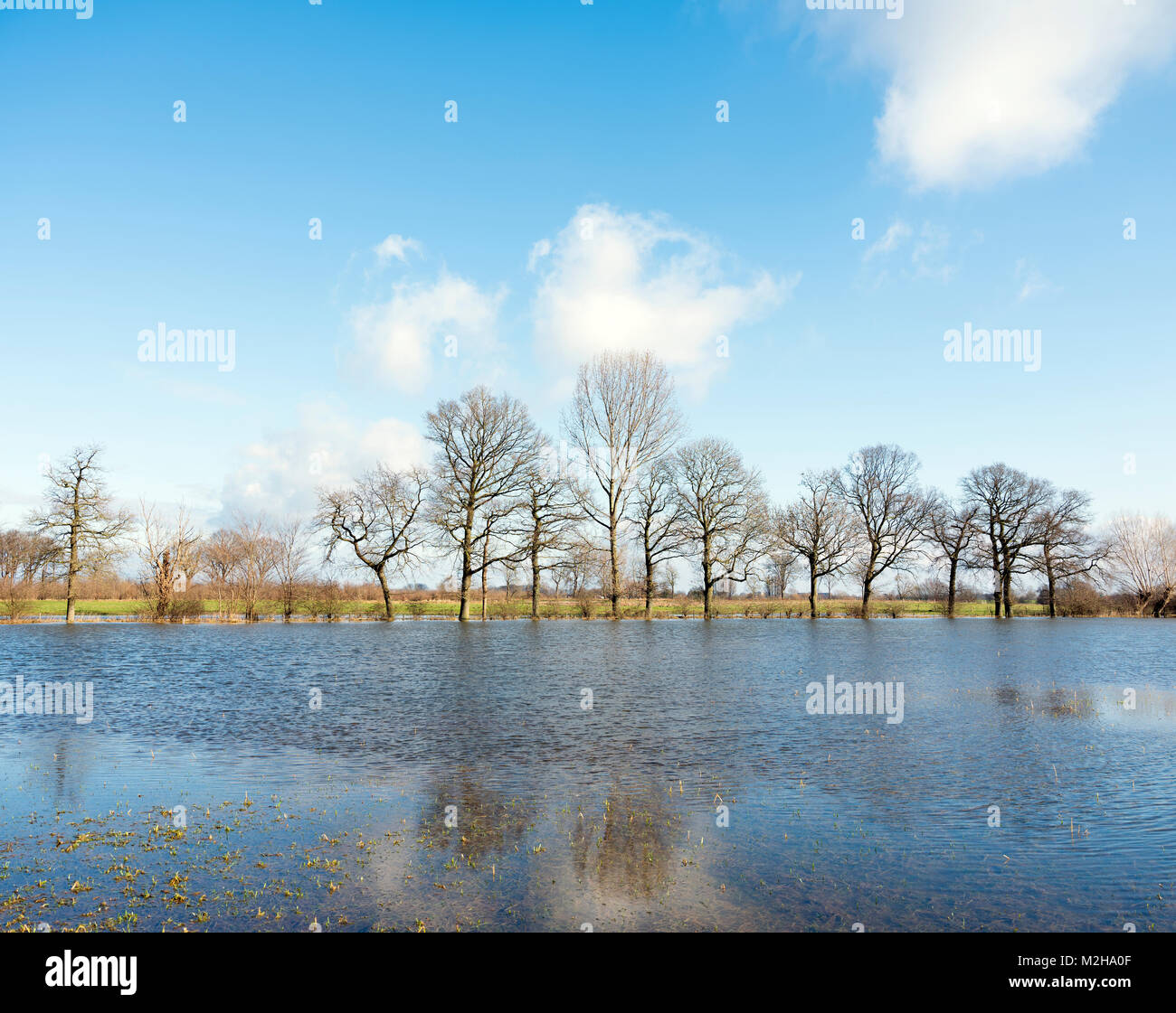 trees on flood plains of river ijssel near Zalk between Kampen and ...