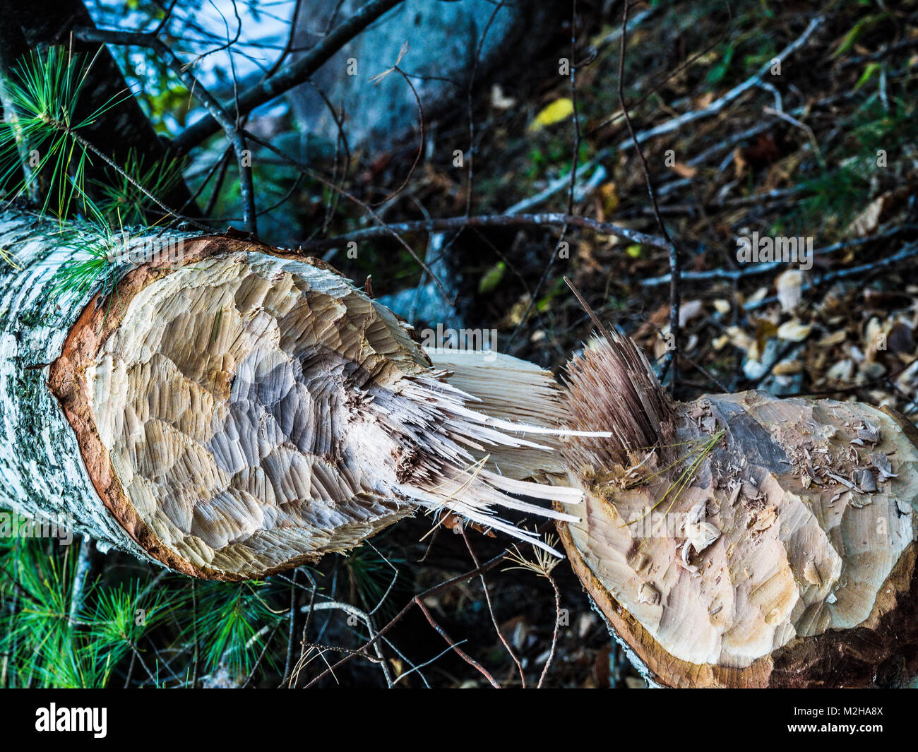 beaver gnawed tree acadia np maine Stock Photo - Alamy