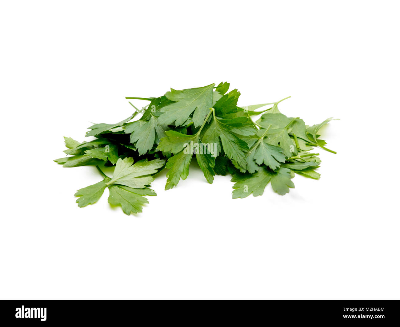 a pile of flat leaf Parsley leaves on a white background Stock Photo ...