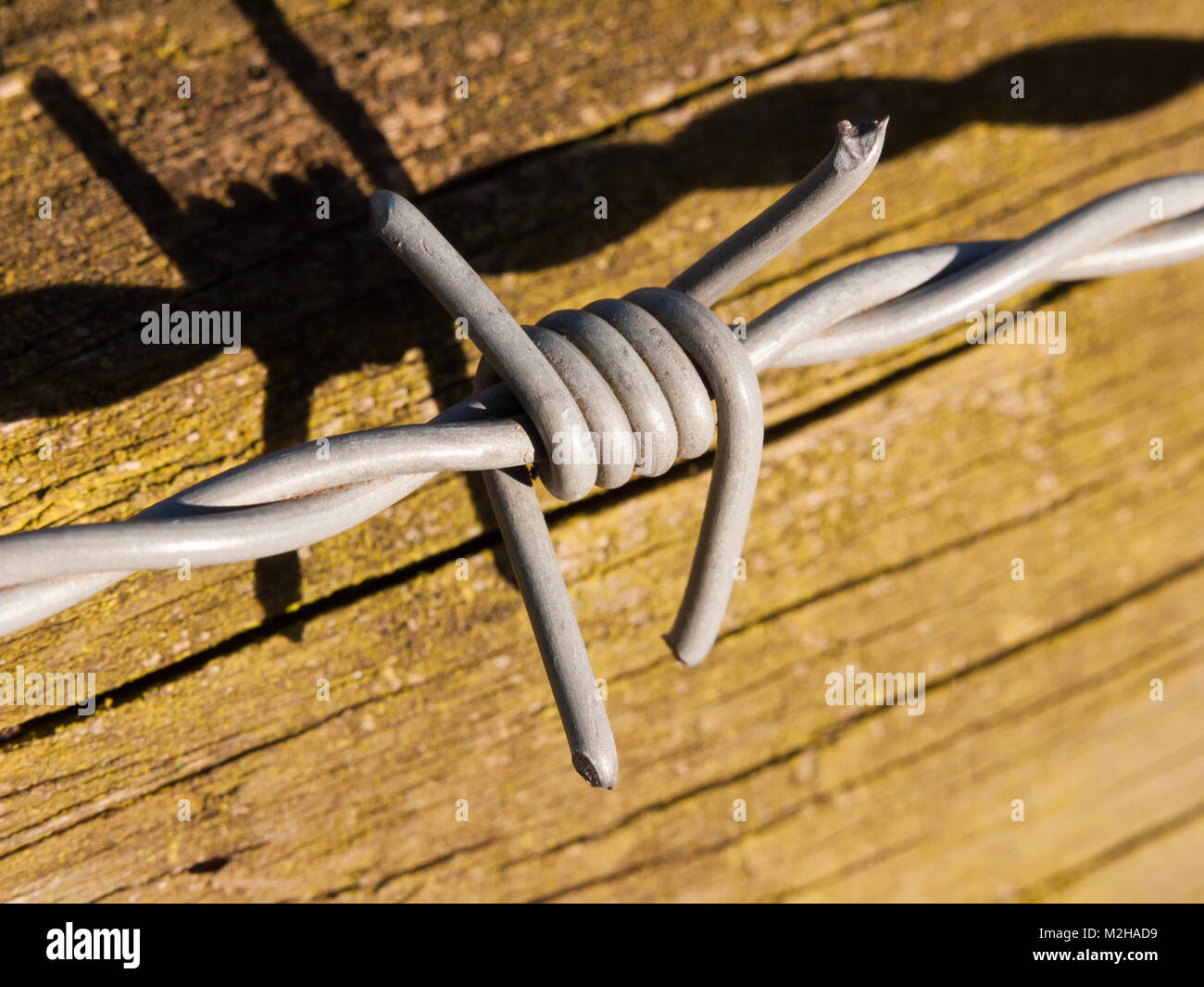 close up of of sharp barbed wire metal on wooden gate; essex; england ...