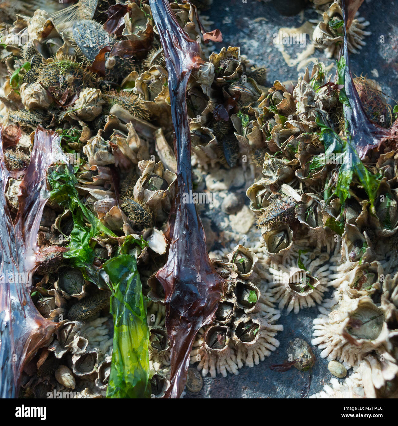 Barnacles have pulled back into their tubes hiding from the sun after ...