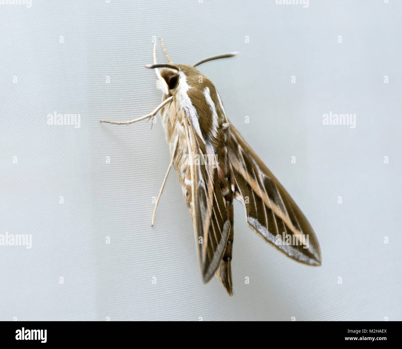 Moth patterns hi-res stock photography and images - Alamy