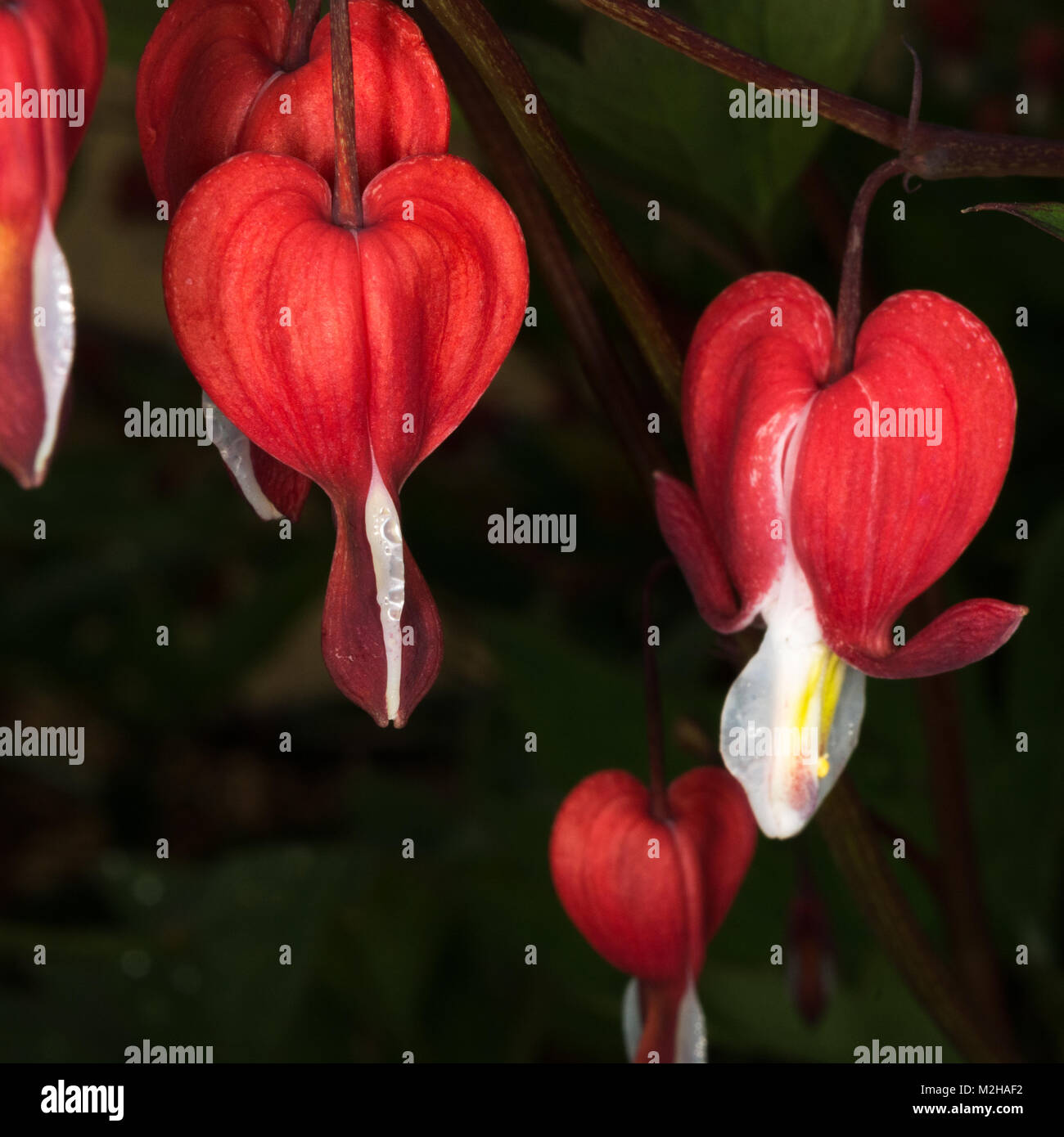 Red bleeding hearts hi-res stock photography and images - Alamy