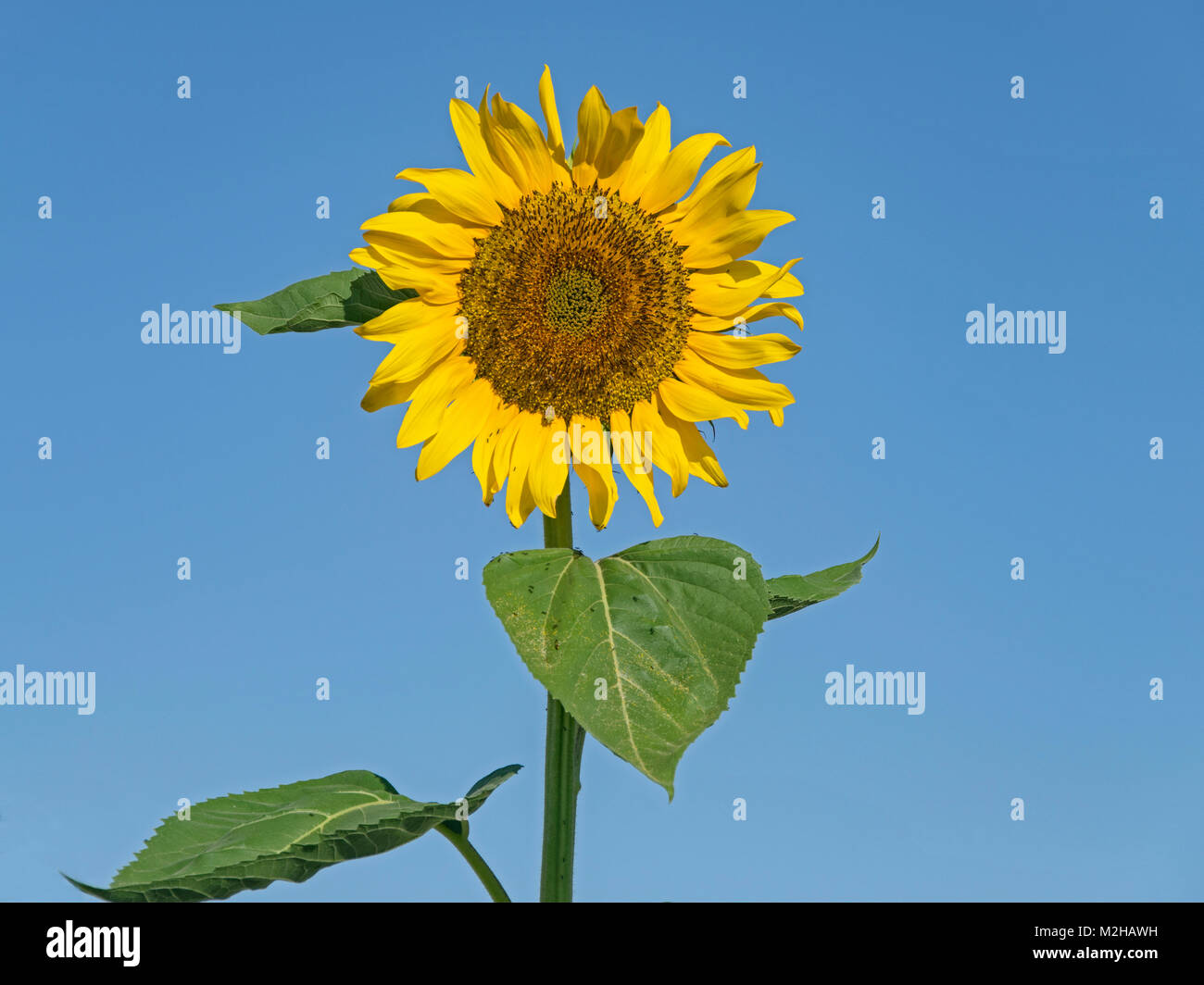 beautiful giant sunflower with stink bug and ants isolated against a ...