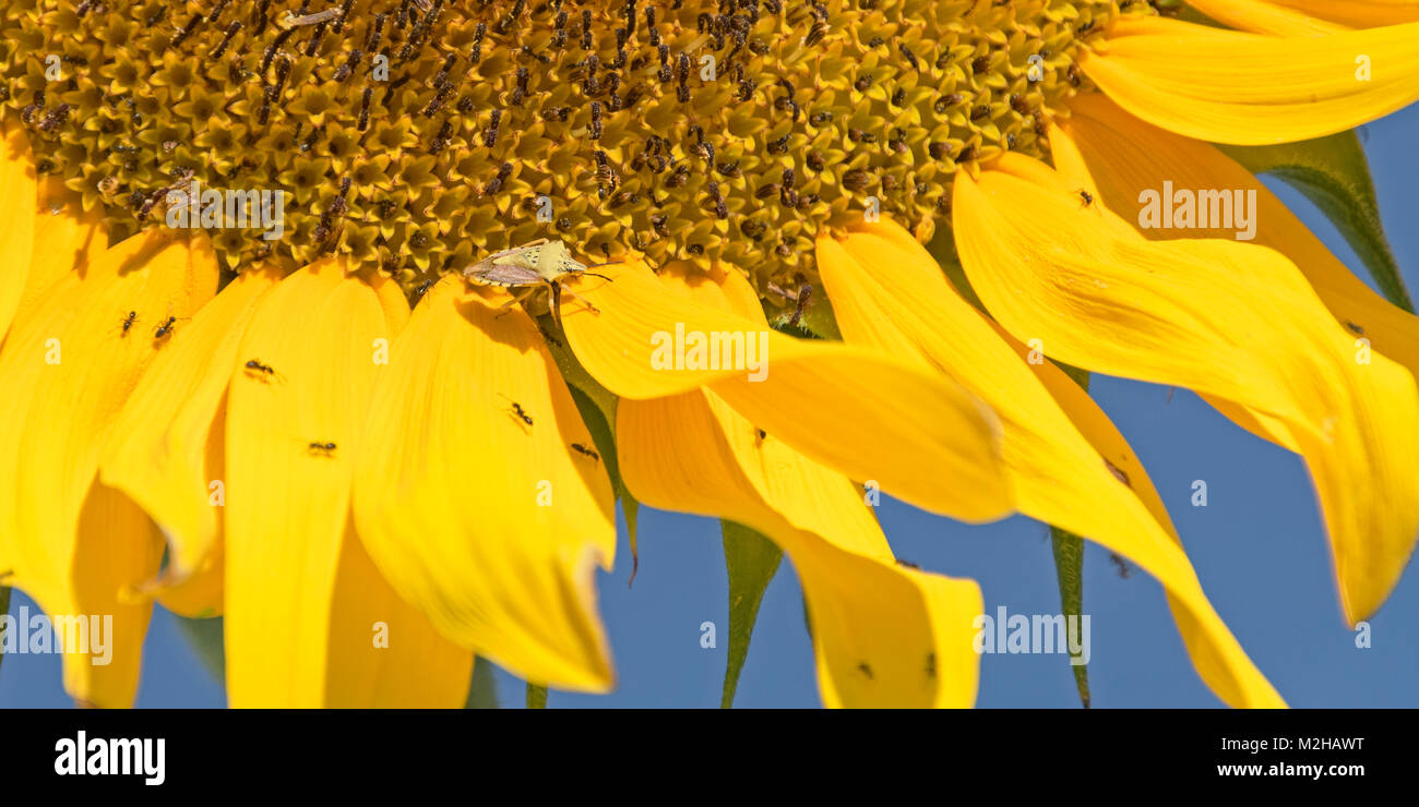 Sunflower with bug hi-res stock photography and images - Alamy