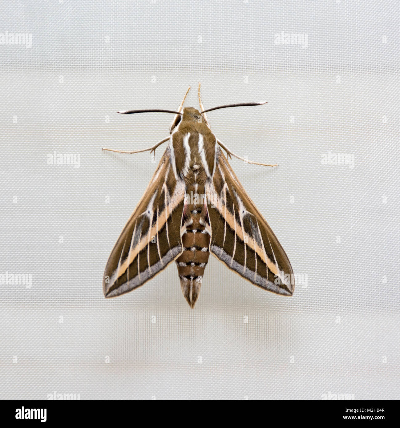 large hawk moth Hyles livornica on a white curtain Stock Photo - Alamy