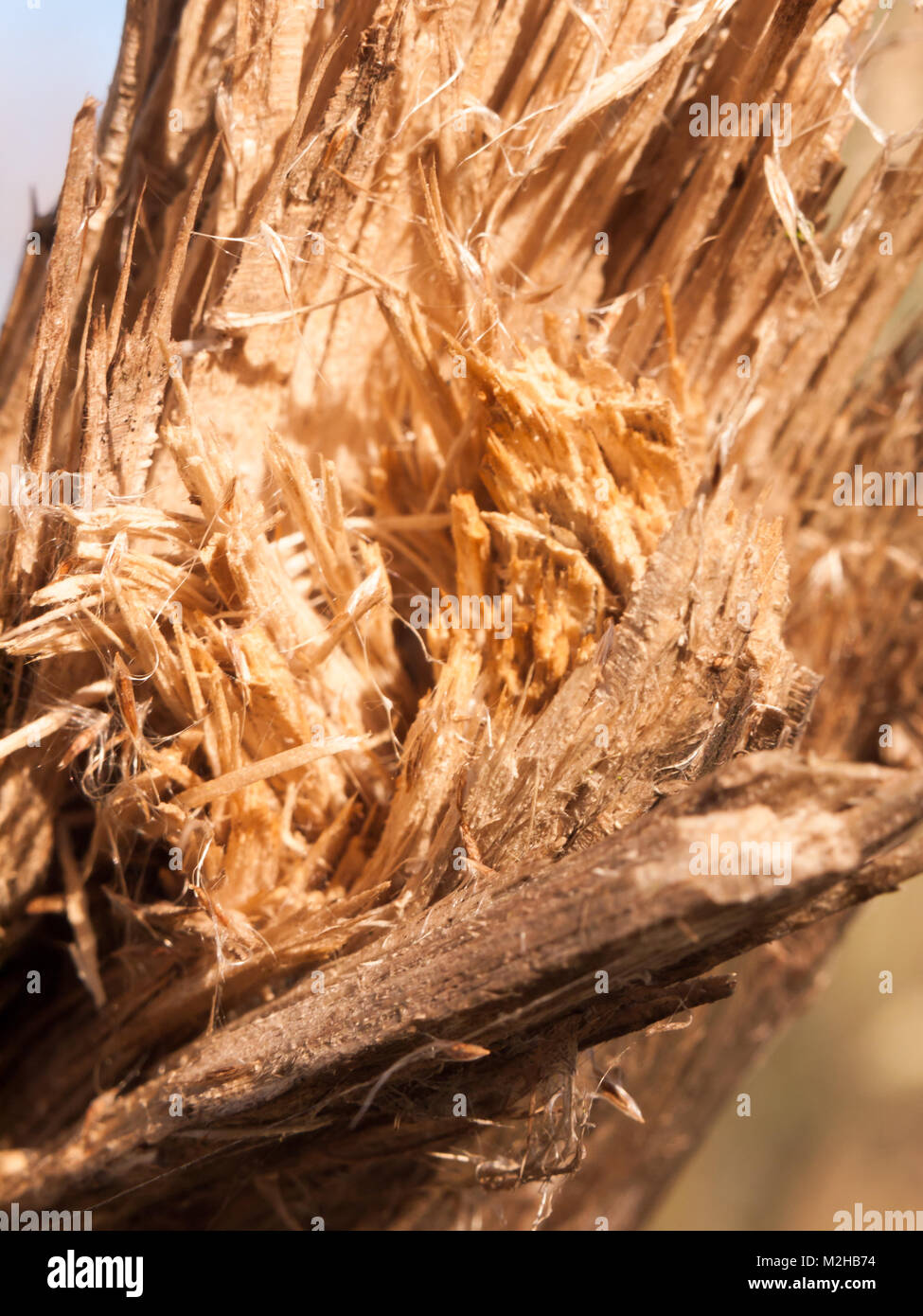 close up of chipped split wooden branch texture sharp splinters; essex ...