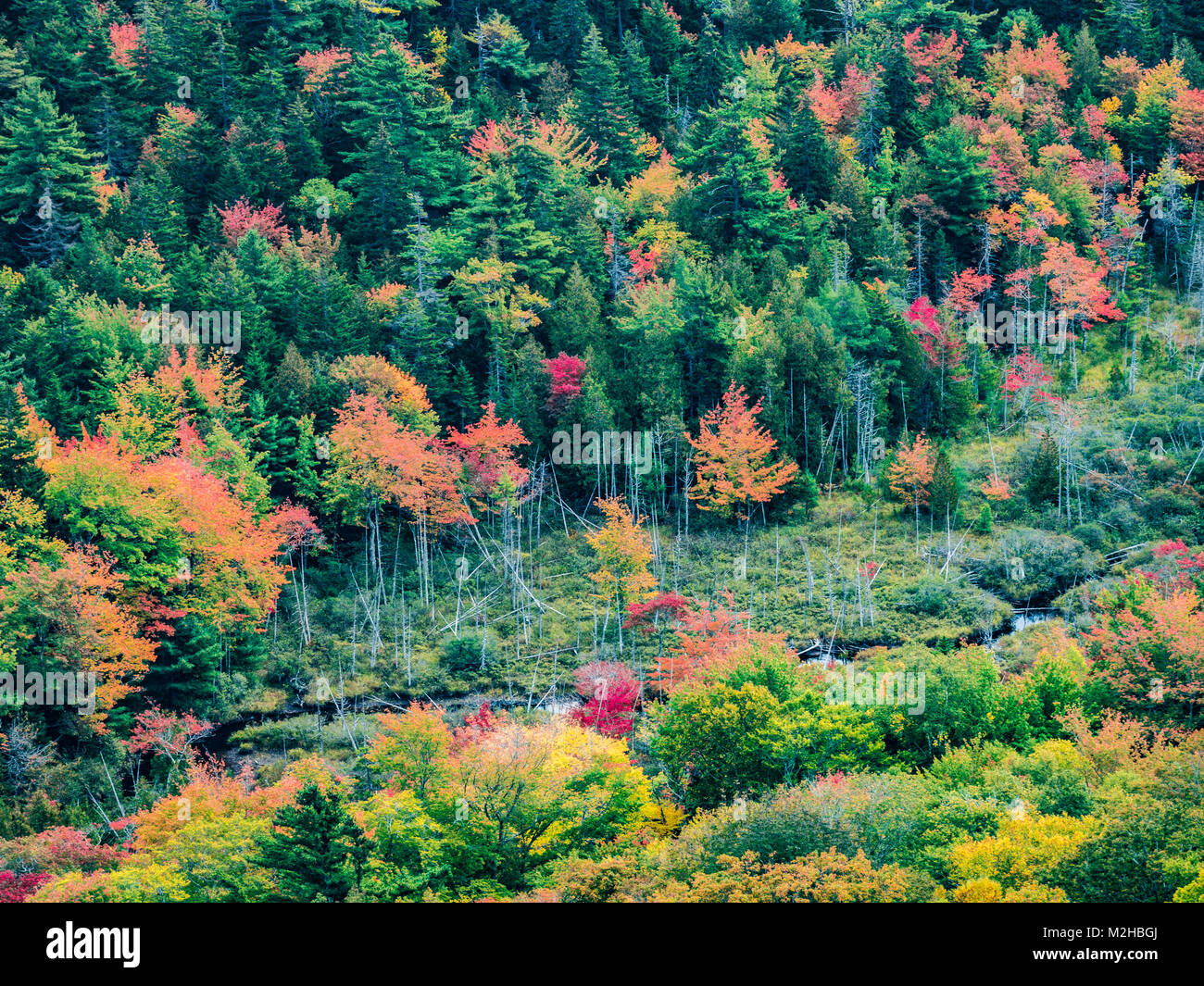 fall color trees acadia np maine Stock Photo - Alamy