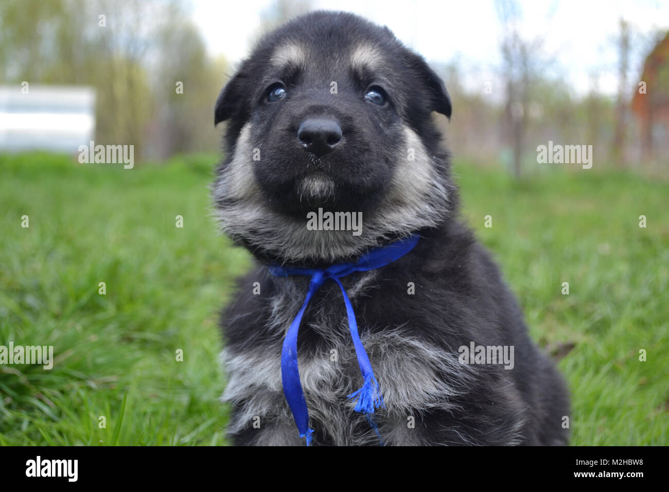 Sheep Puppy High Resolution Stock Photography and Images - Alamy