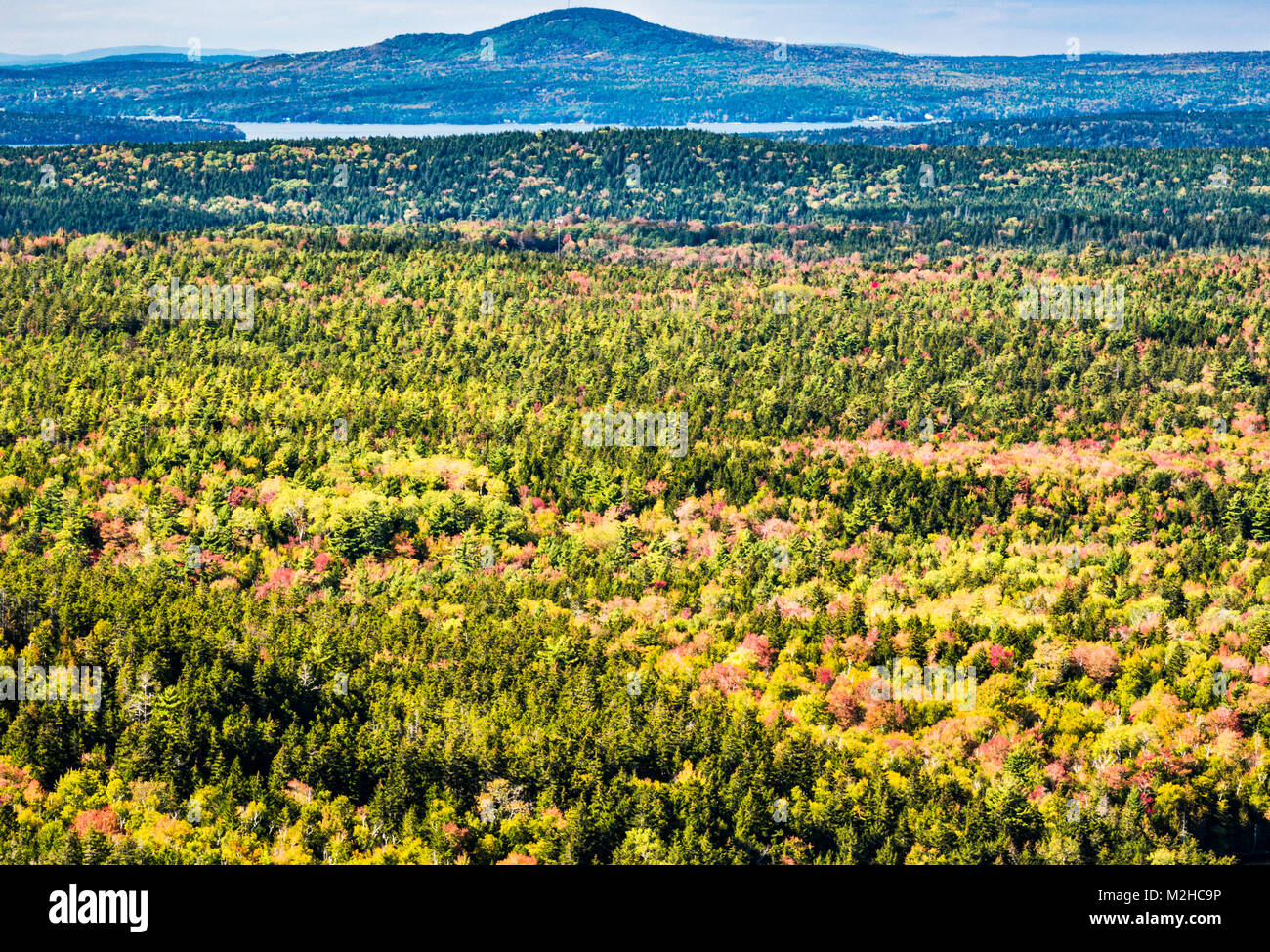 fall color trees acadia np maine Stock Photo - Alamy