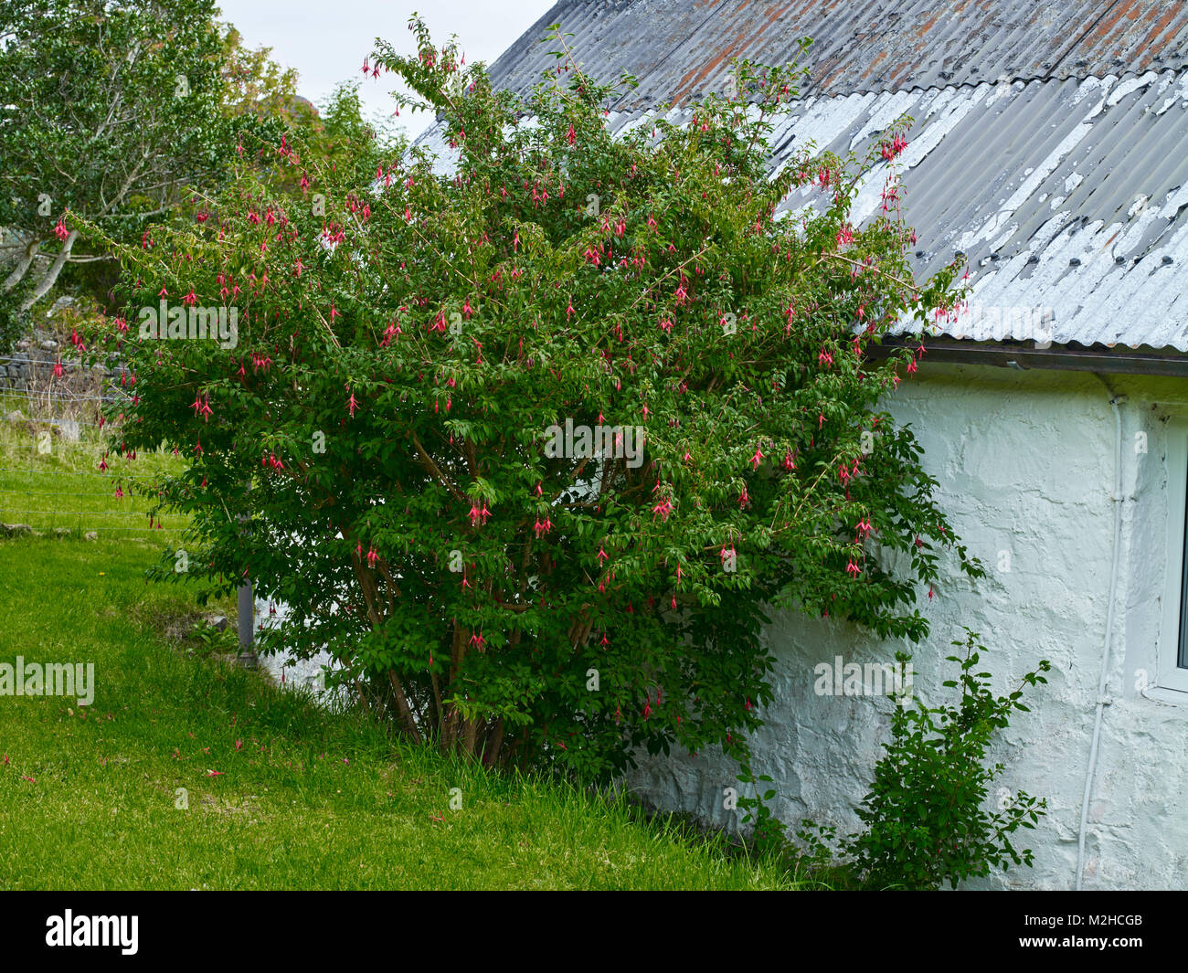 Bush fuschia hi-res stock photography and images - Alamy