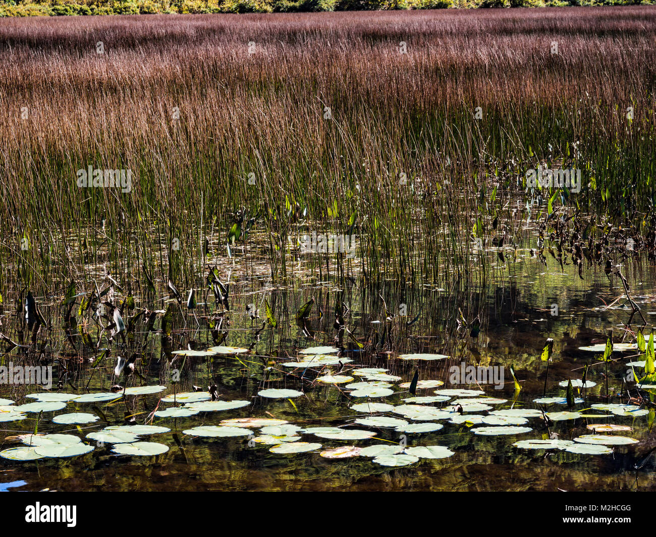 the tarn, kane path, acadia np maine Stock Photo - Alamy