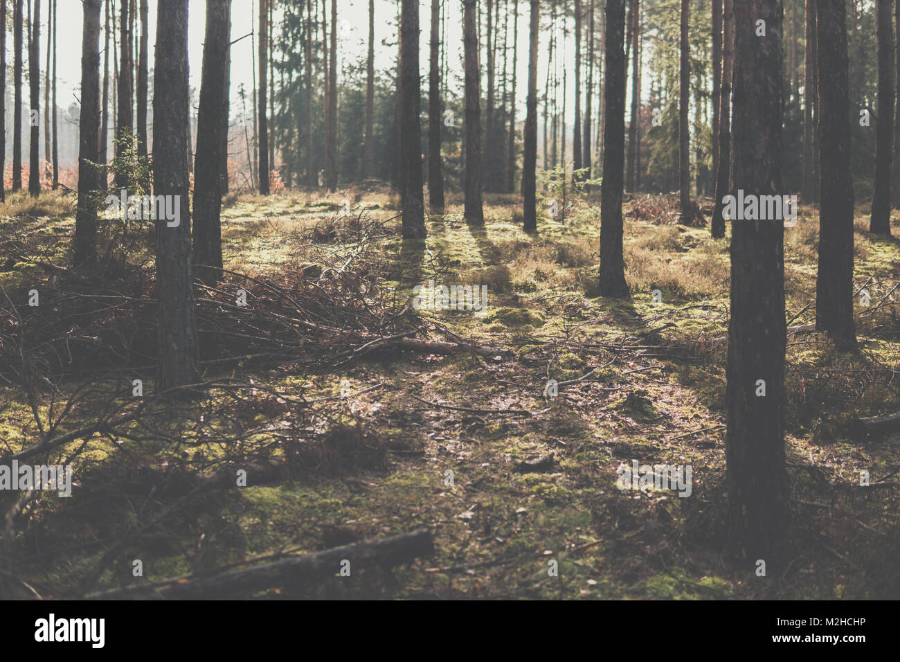 bleached forest landscape during sunny day Stock Photo - Alamy