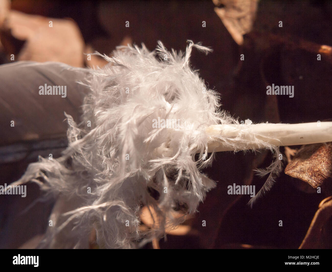 close up of white frilly feather part on ground; essex; england; uk ...