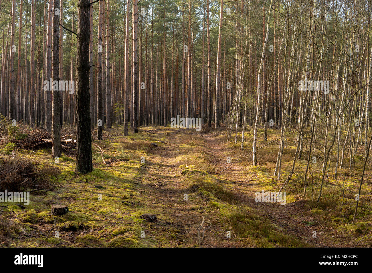 path through forest with pine and birch trees Stock Photo - Alamy