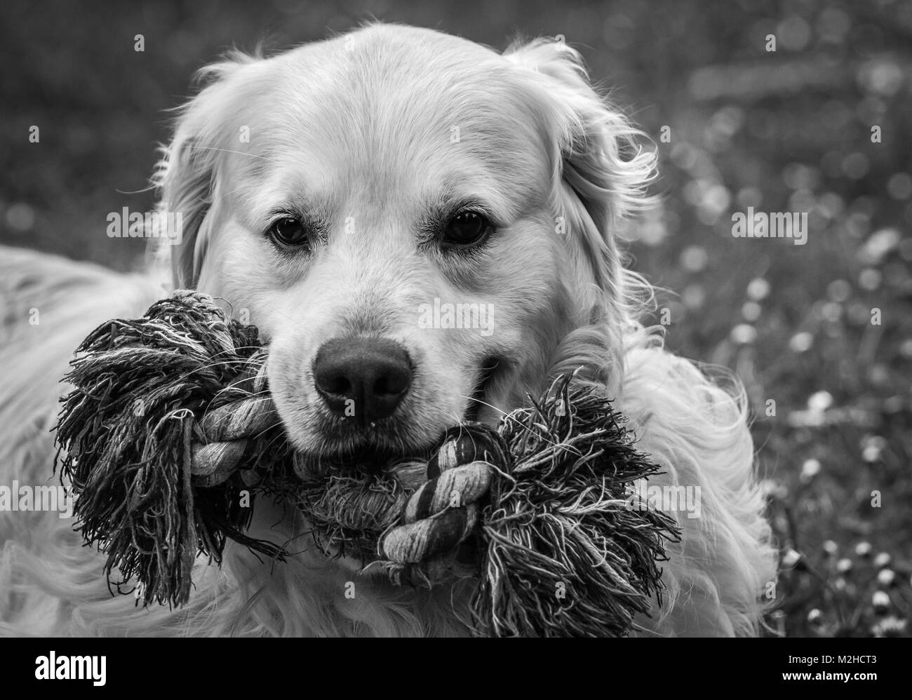 close-ups of the best friend of man, the dog, and in my case of my ...