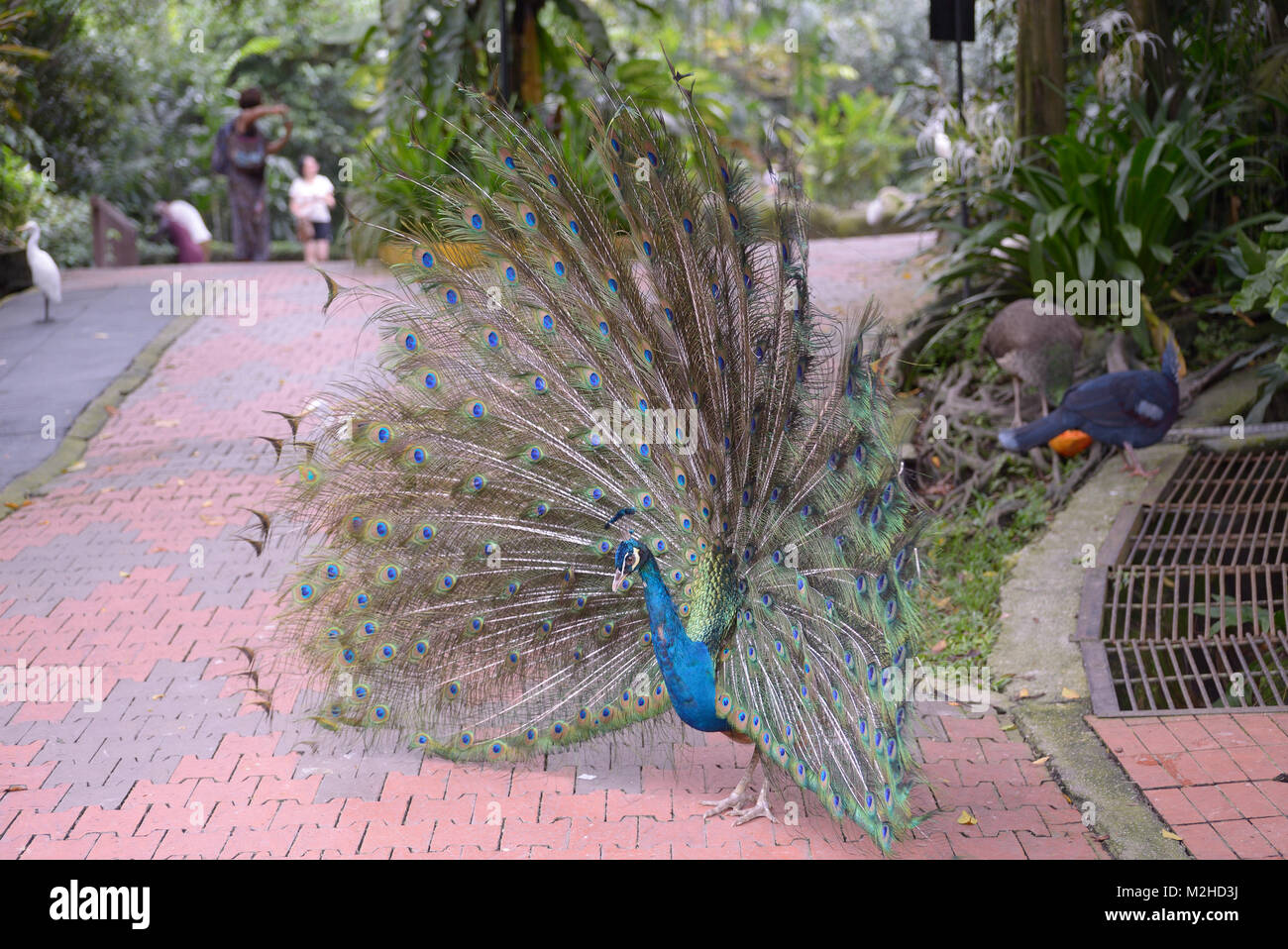 Indian peacock dance hi-res stock photography and images - Alamy