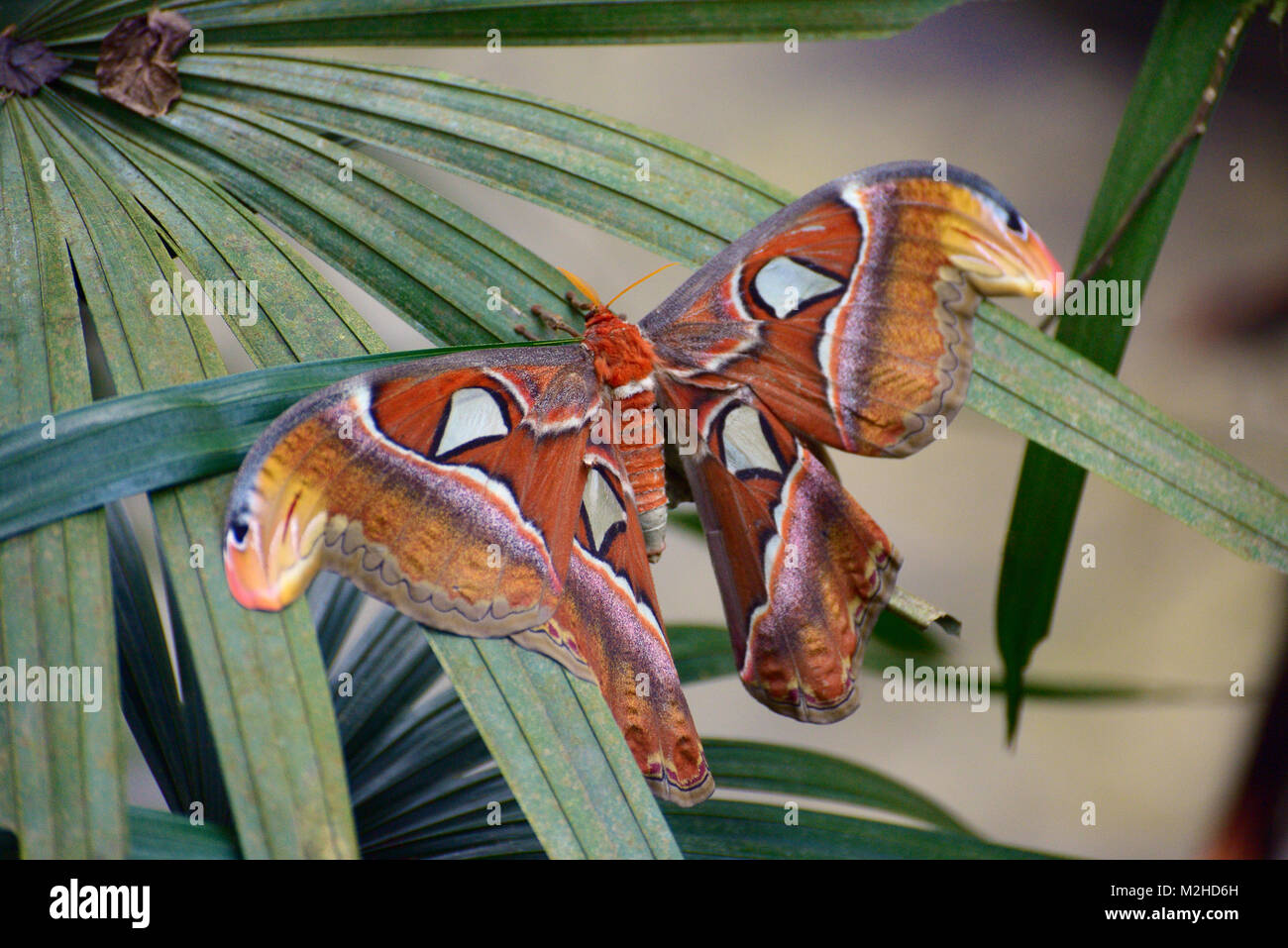 Atlas moth spread the wings, largest butterfly in the world Stock Photo ...