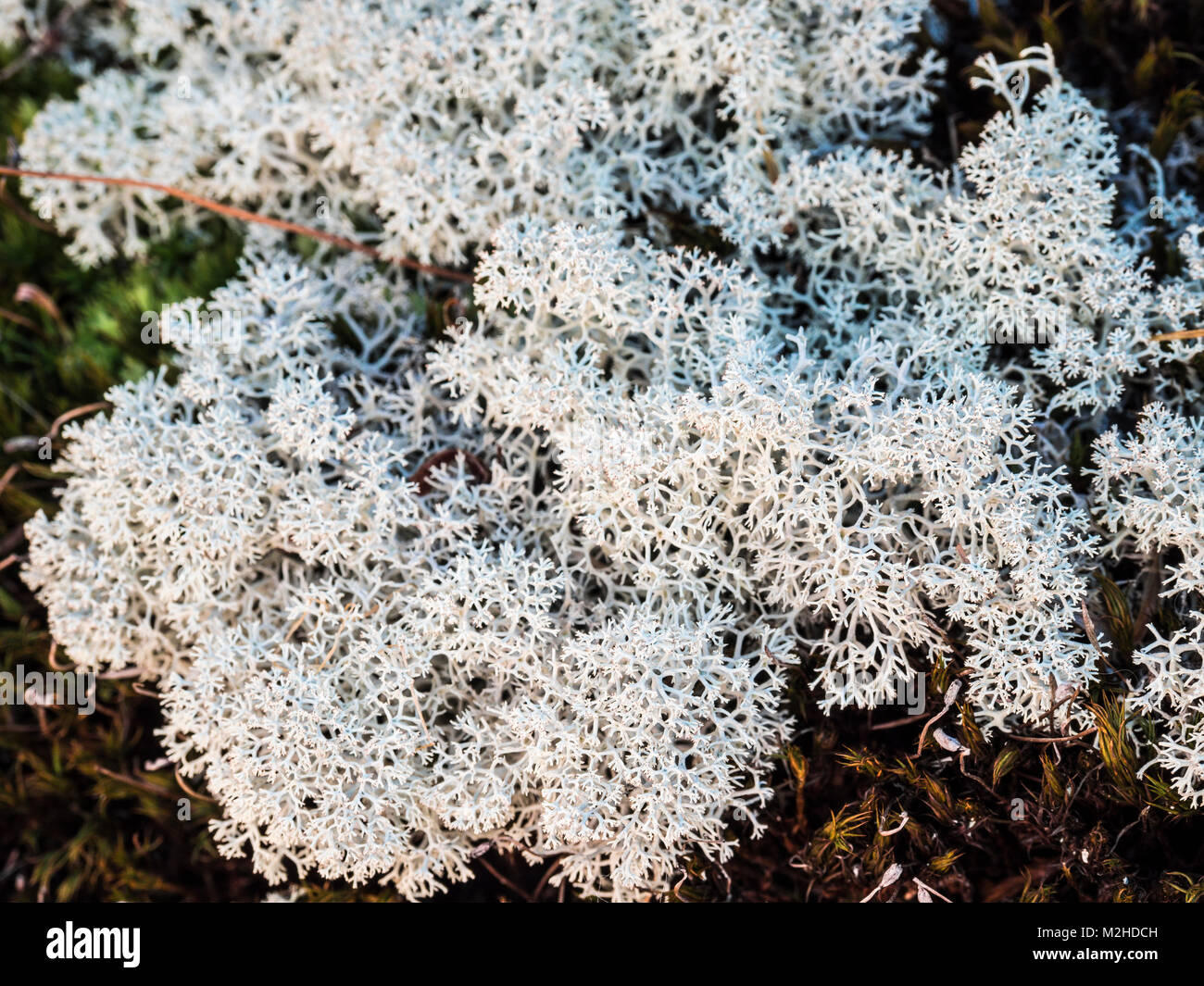 the tarn, kane path, acadia np maine Stock Photo - Alamy