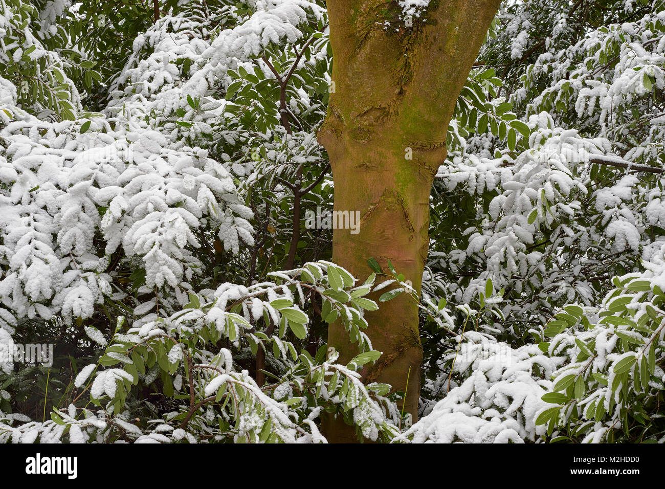 Tree trunk and snow covered rhododendron leaves, Wood Hill Wood, Alva ...