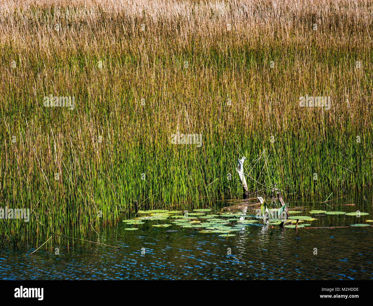 the tarn, kane path, acadia np maine Stock Photo - Alamy