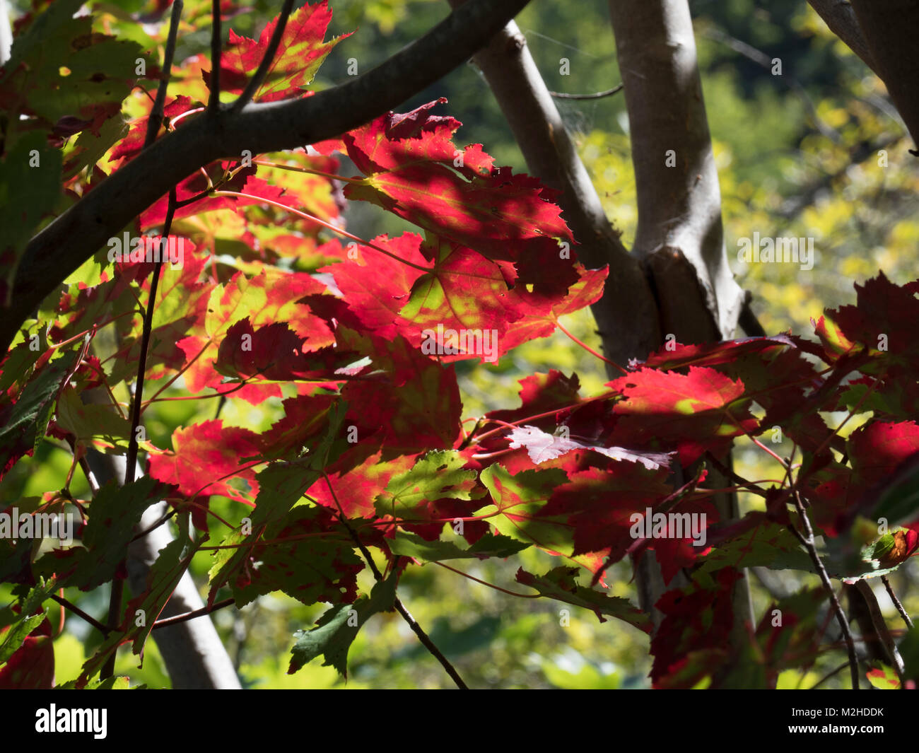 Kane path hi-res stock photography and images - Alamy