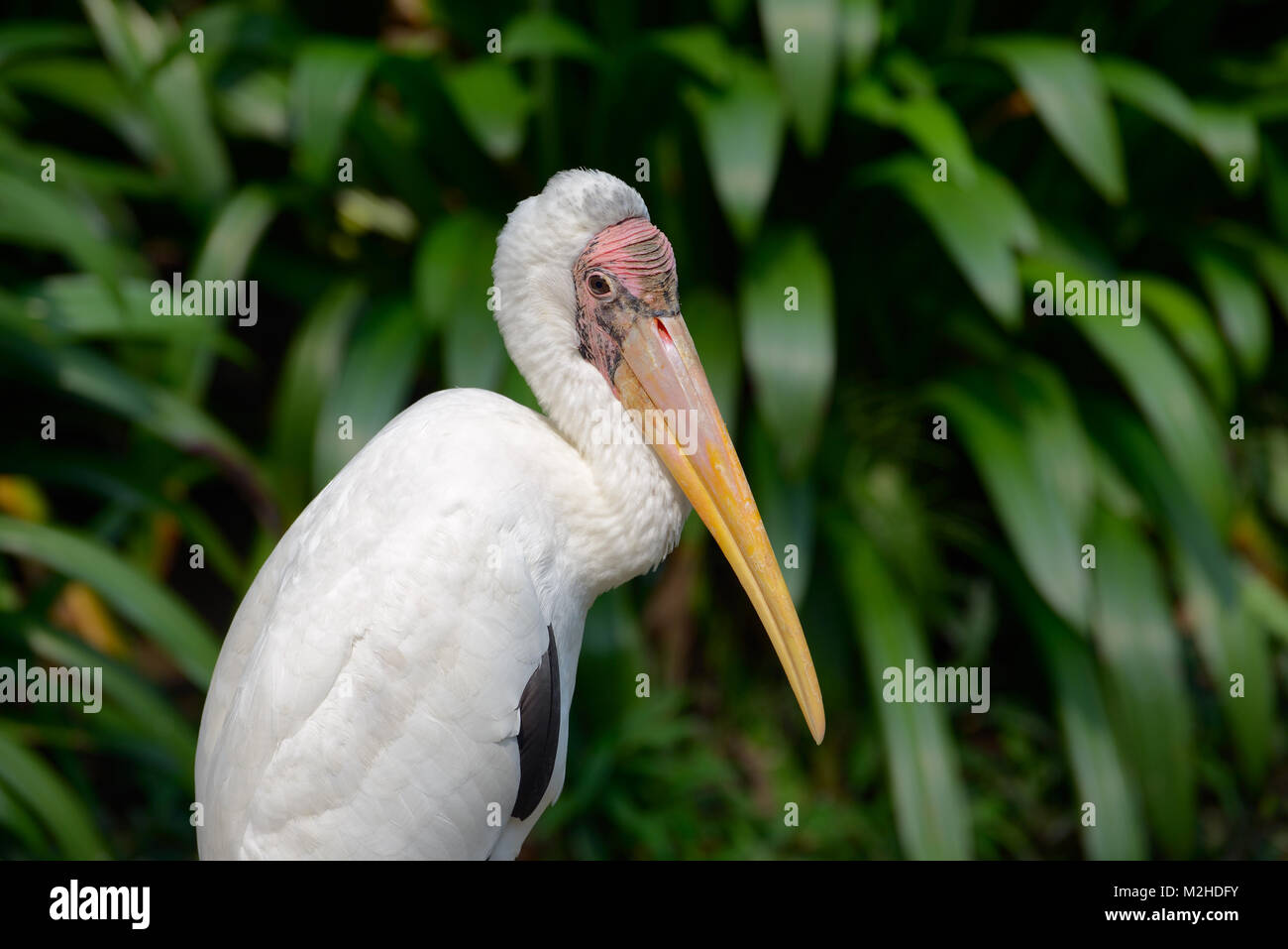 Sedentary animals hi-res stock photography and images - Alamy