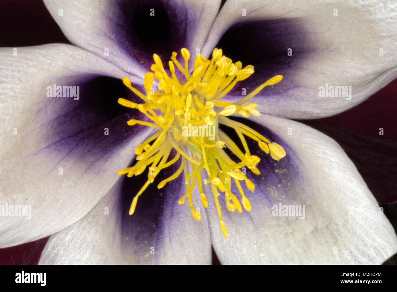 Yellow stemen of a blooming columbine reach in every direction while ...