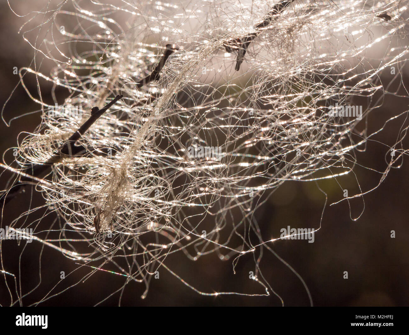 Golden spider fabric hi-res stock photography and images - Alamy