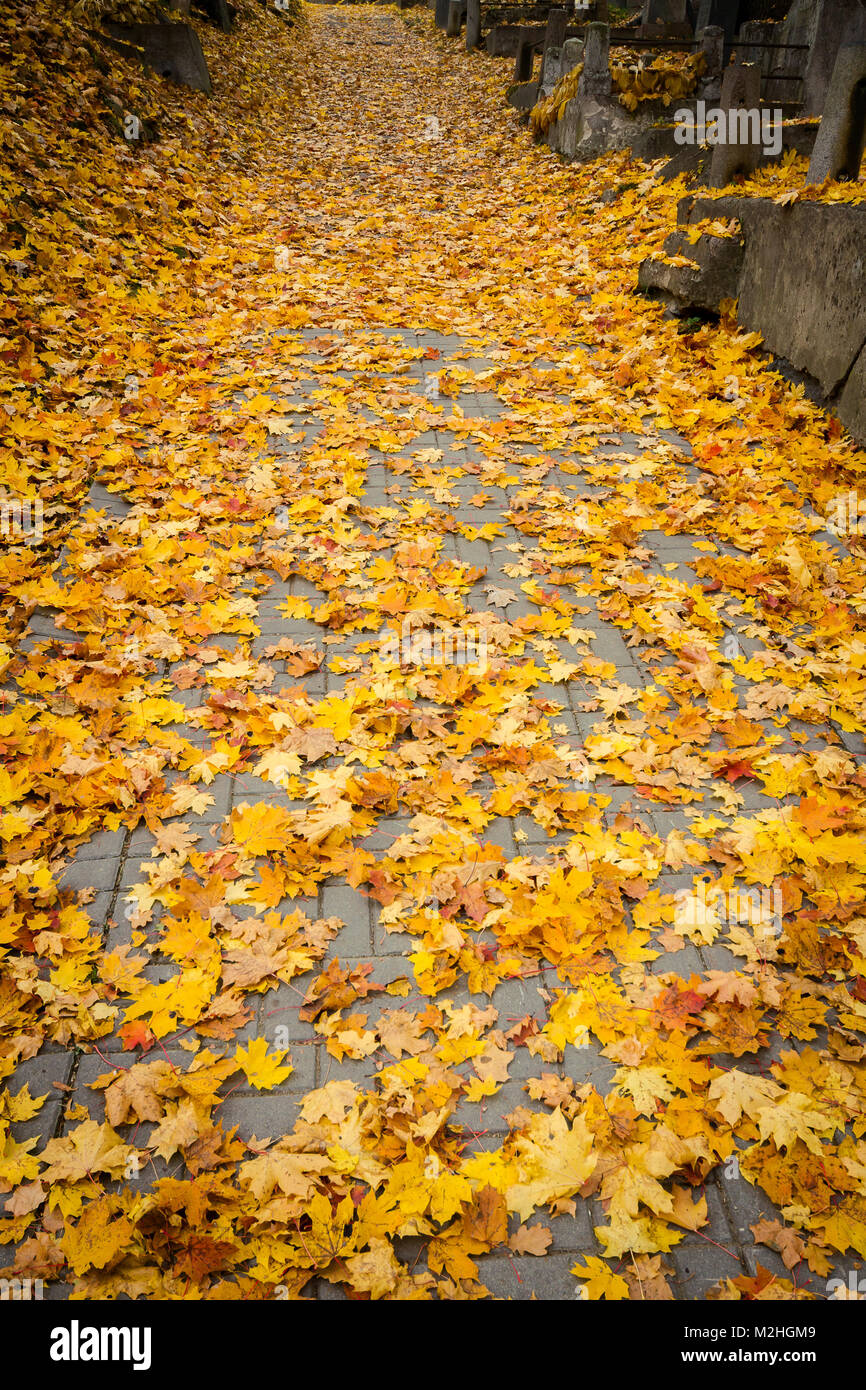 Path through cemetary in autumn Stock Photo - Alamy