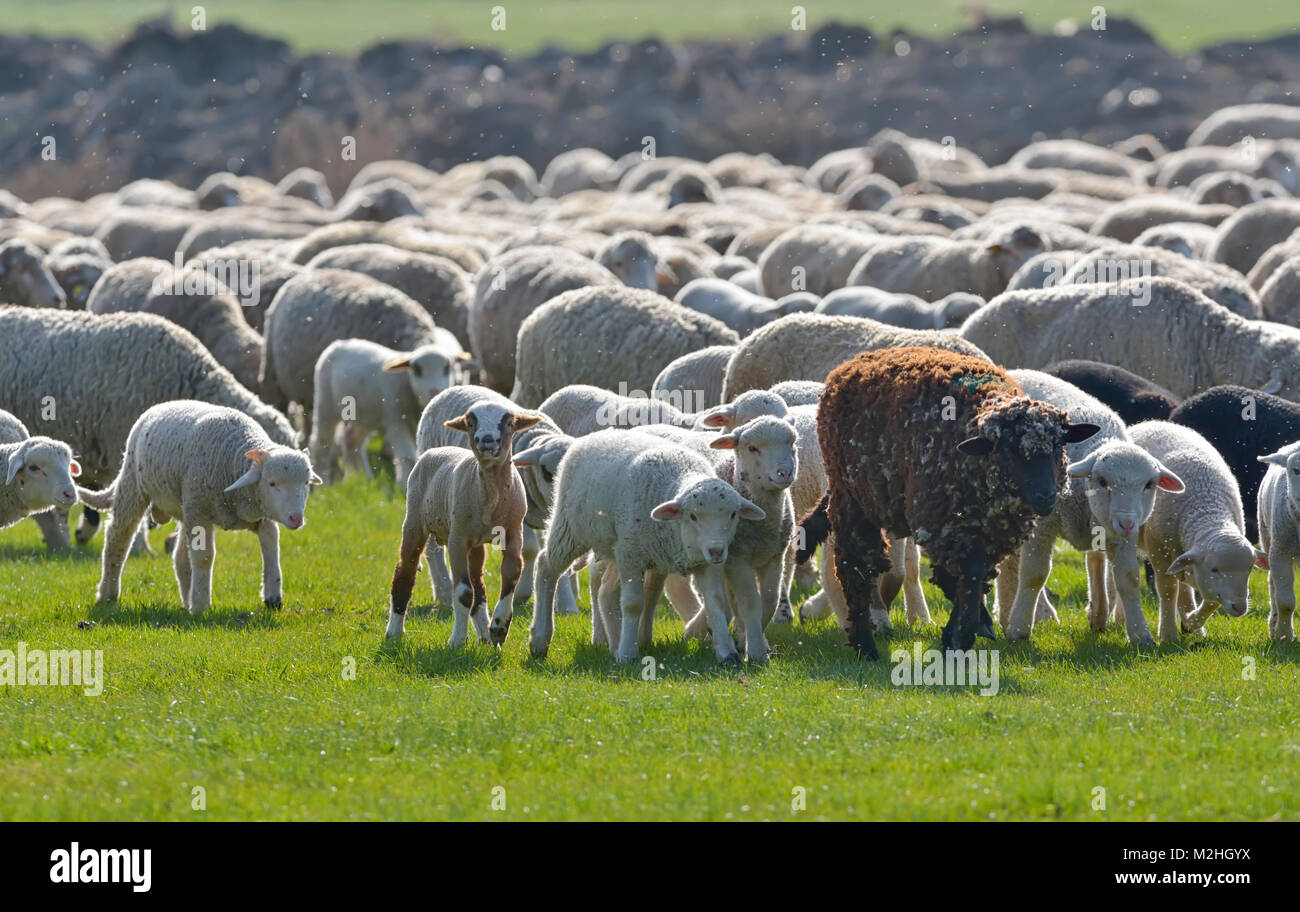 Flock of sheep and lambs on spring field at sunset Stock Photo - Alamy