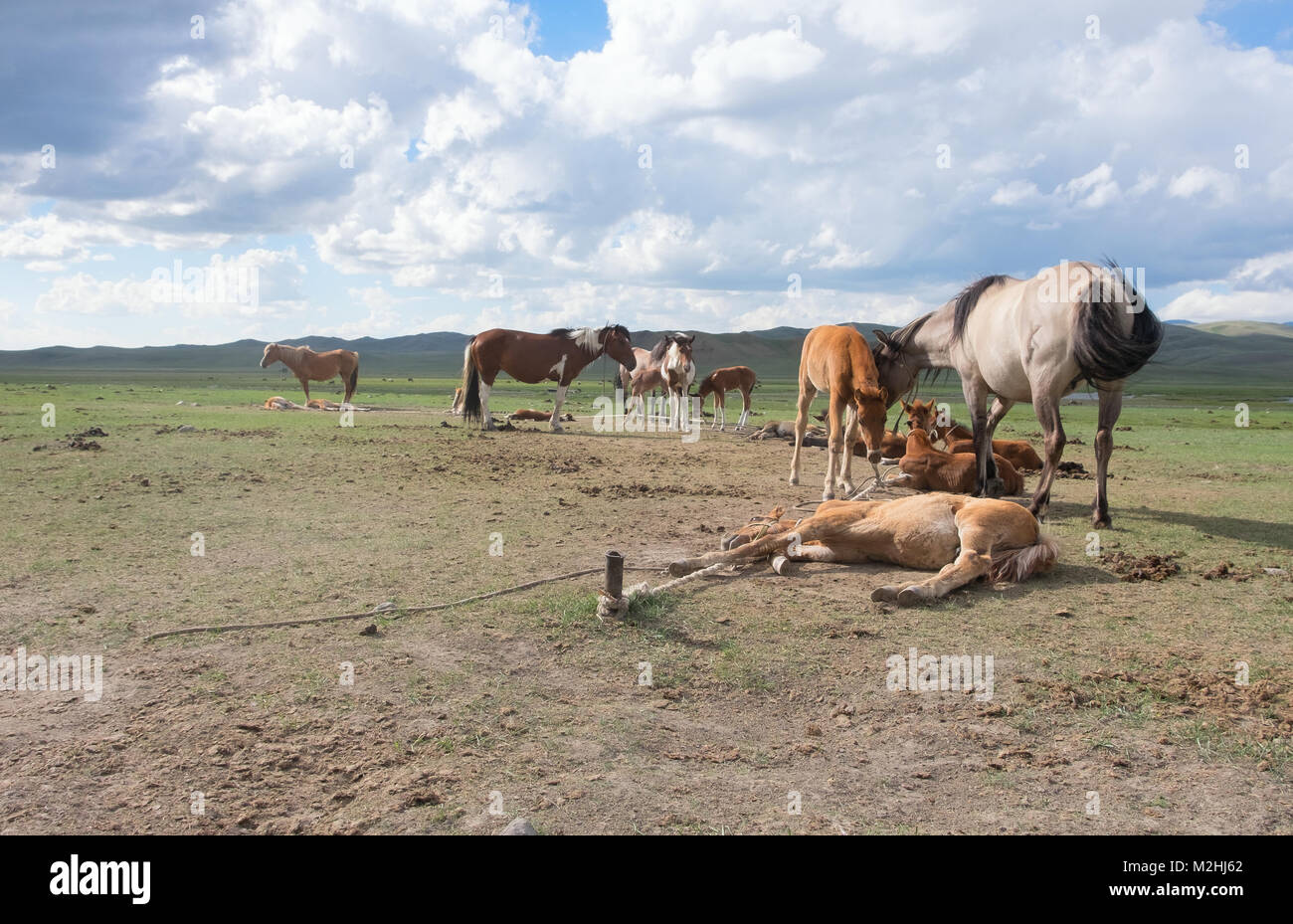 koumiss farm in the steppes of Central Asia Stock Photo - Alamy