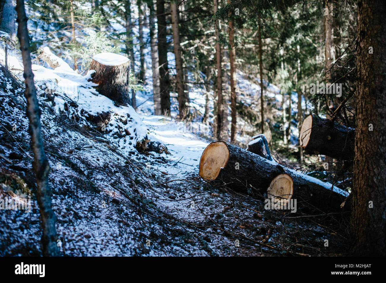 Woodcutter alps hi-res stock photography and images - Alamy