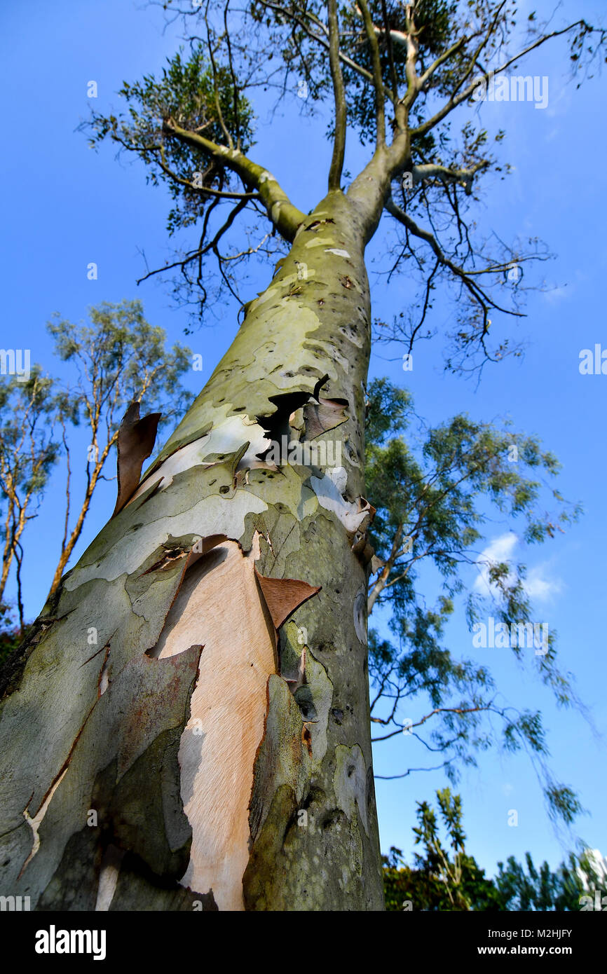 Our special process hi-res stock photography and images - Alamy