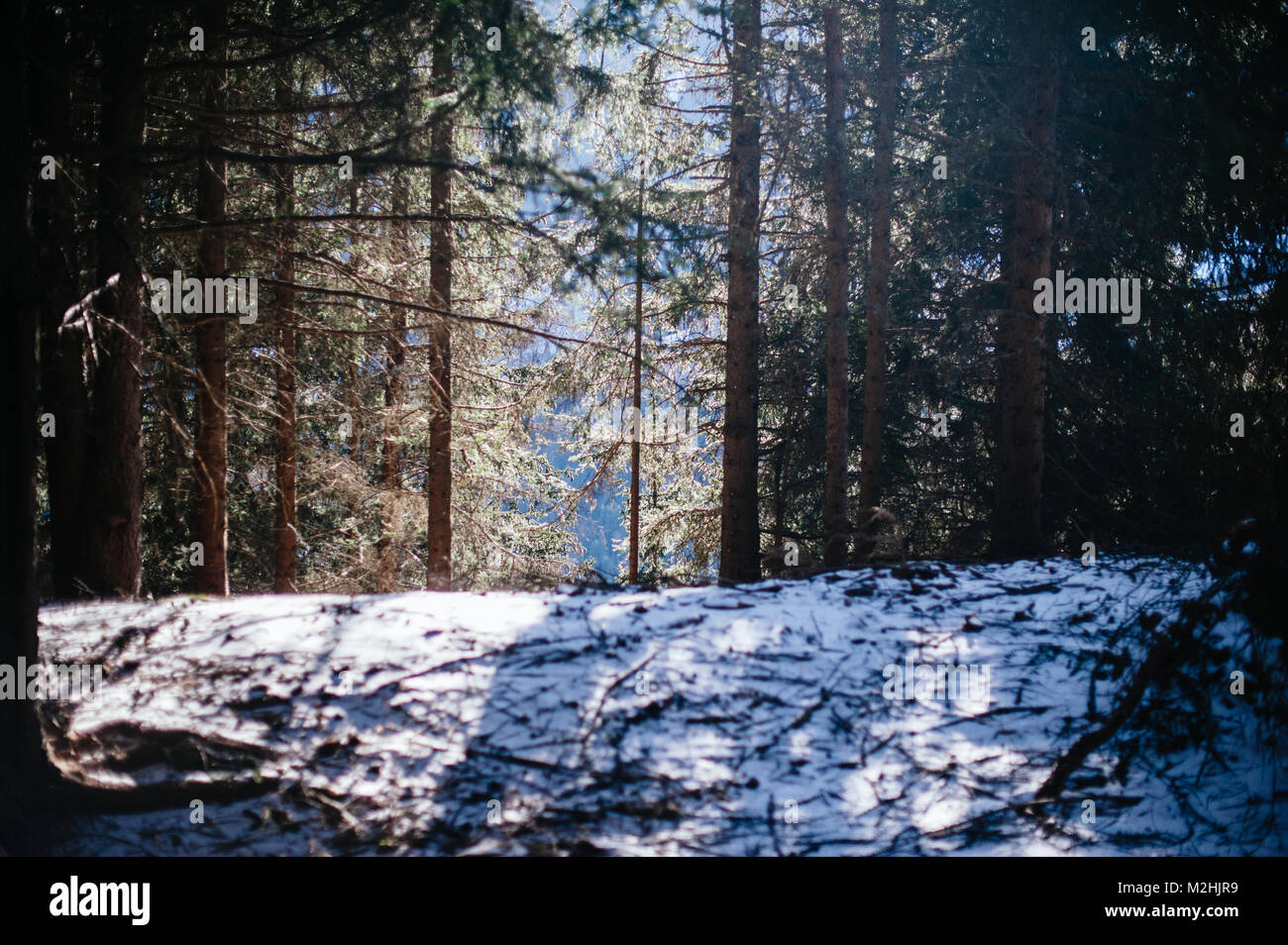 high mountain forest landscape with pines and larches, snow-covered ...