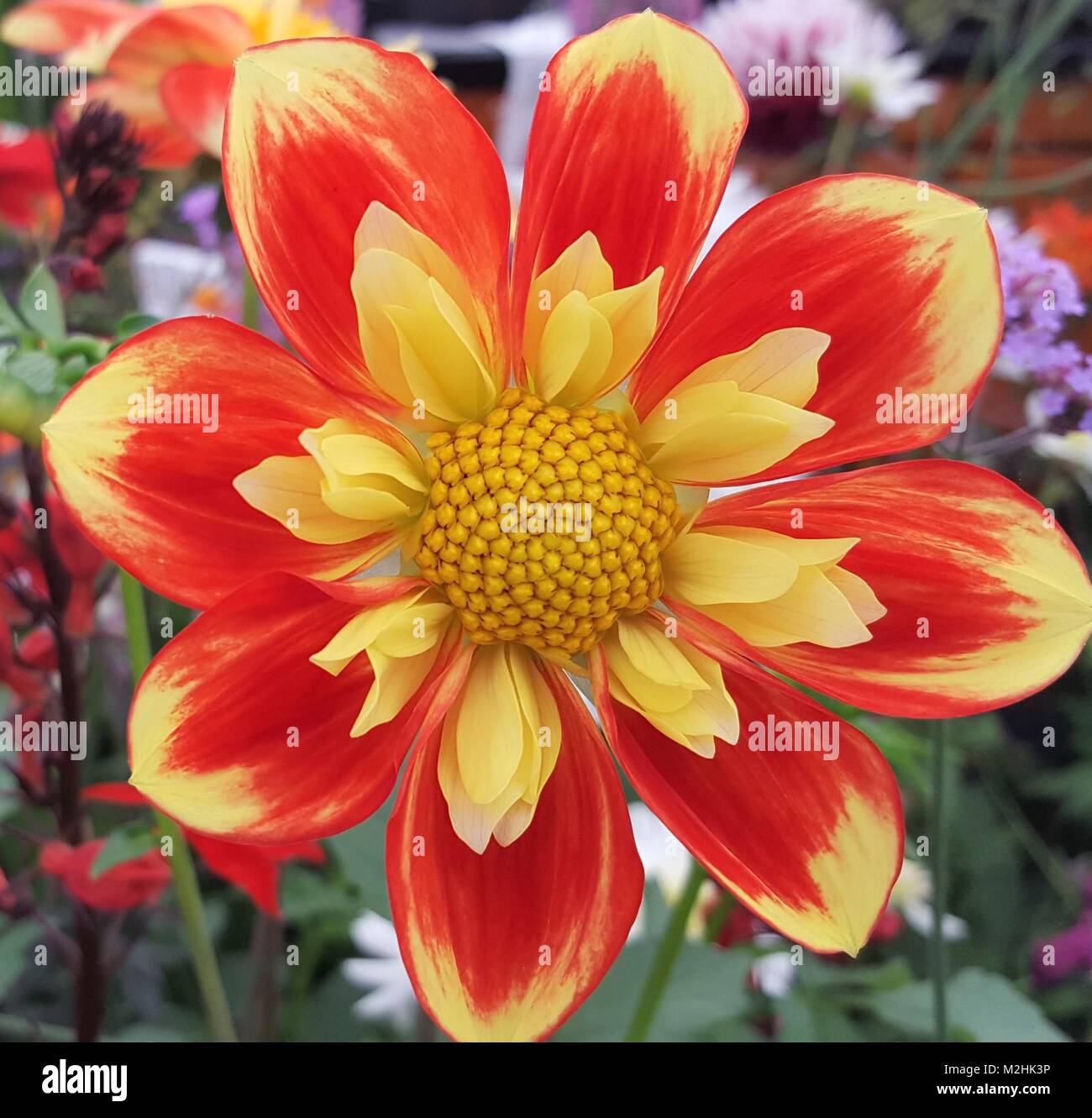 Miniature red and yellow dahlias hi-res stock photography and images ...