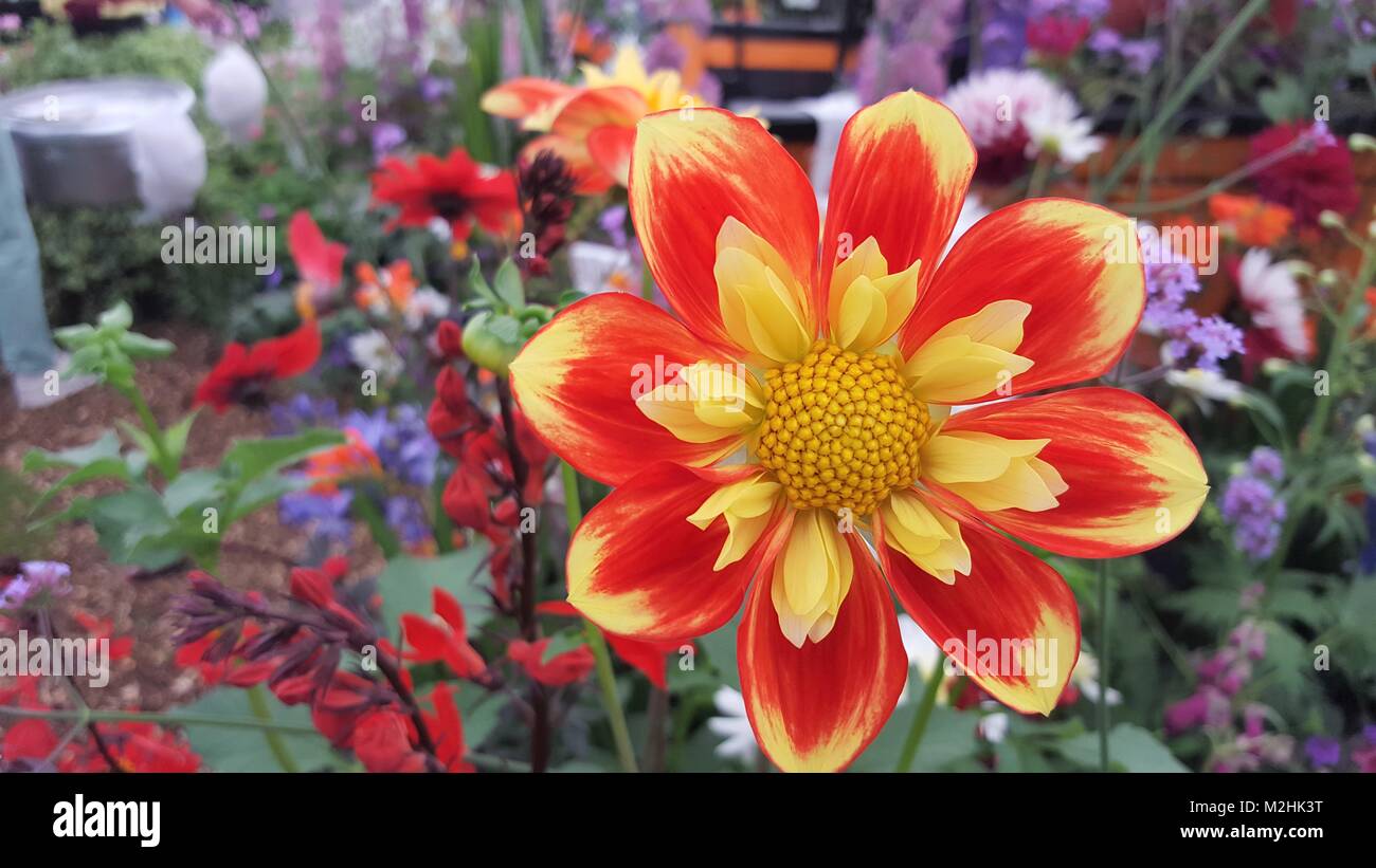 Prize dahlias hi-res stock photography and images - Alamy