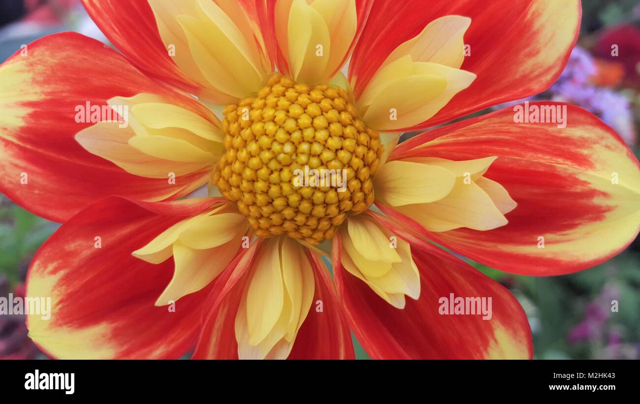 Miniature red and yellow dahlias hi-res stock photography and images ...