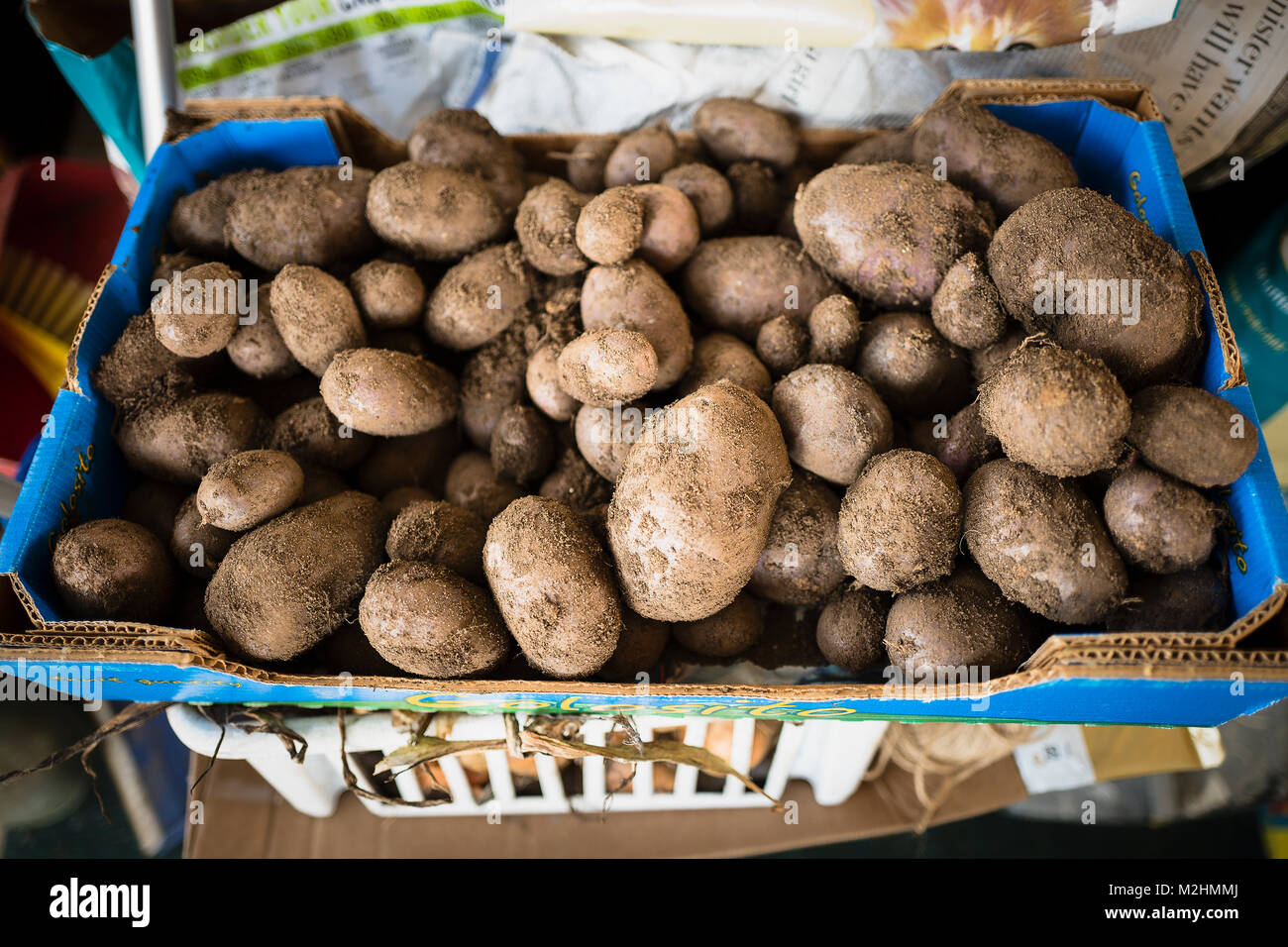 Final crop of late maincrop potatoes including Blue Danube Stock Photo ...
