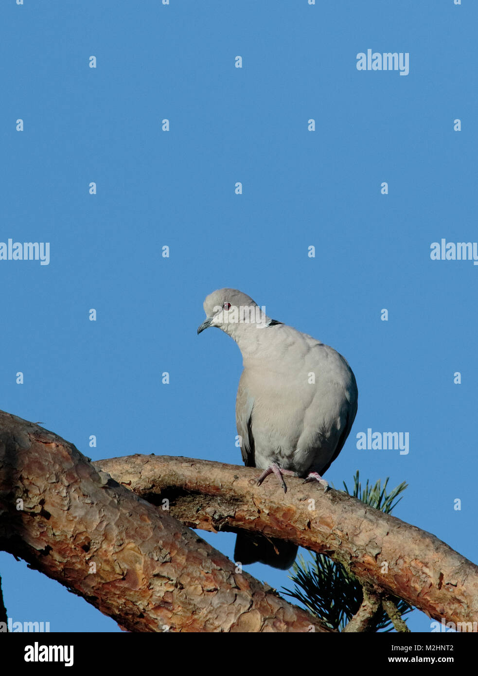 Flying dove uk hi-res stock photography and images - Alamy