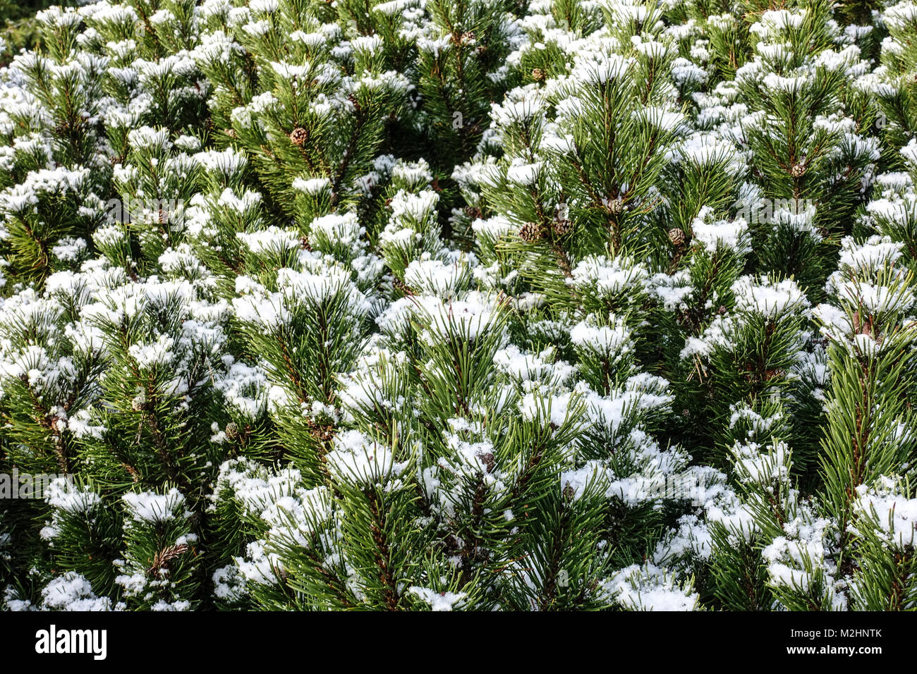 Mugo pine pinus mugo hi-res stock photography and images - Alamy