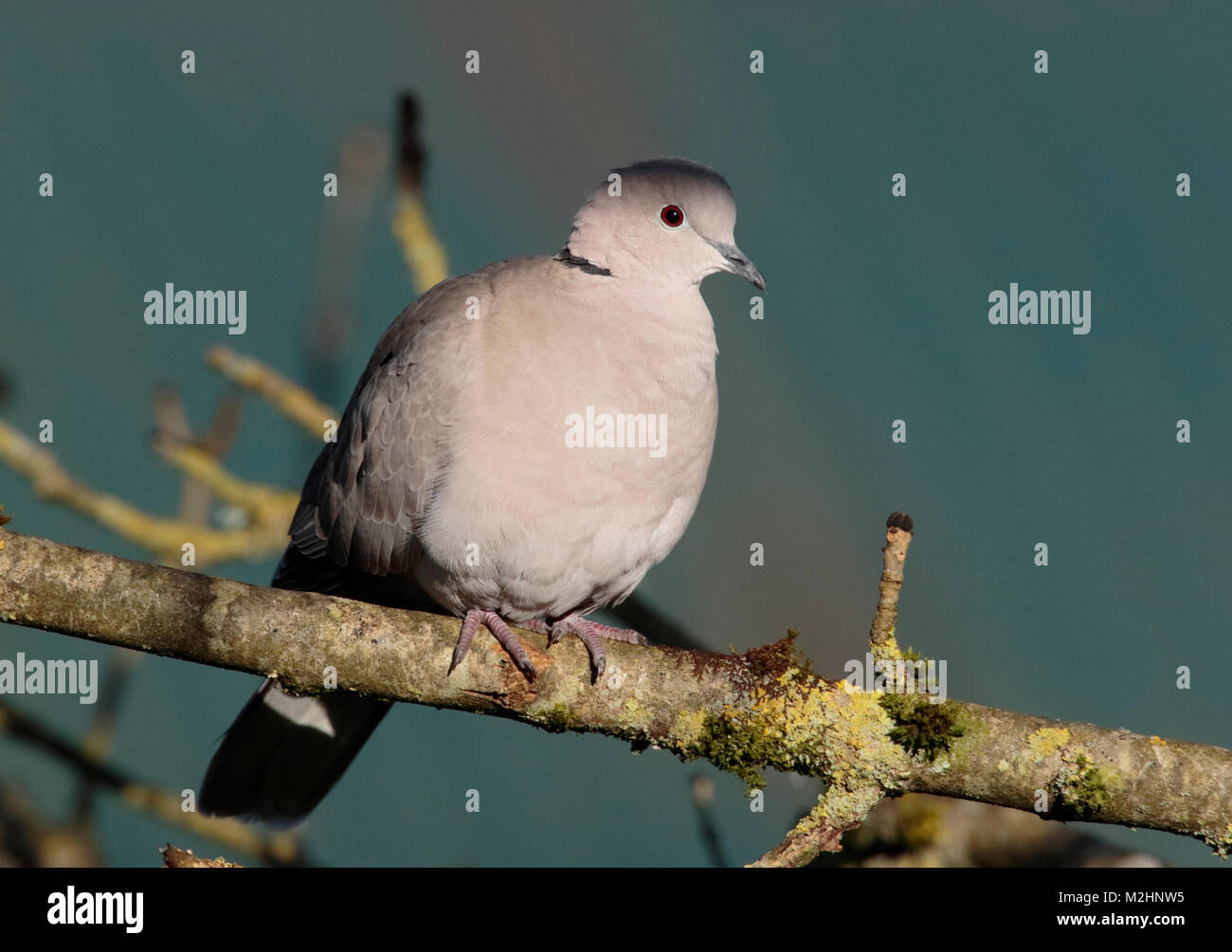 Flying dove uk hi-res stock photography and images - Alamy