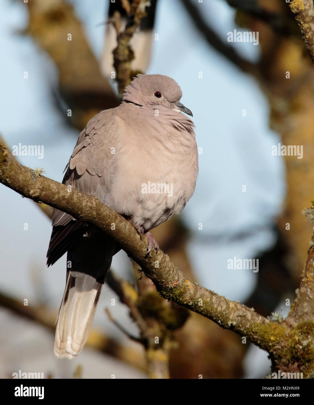 Red Collared Doves High Resolution Stock Photography and Images - Alamy