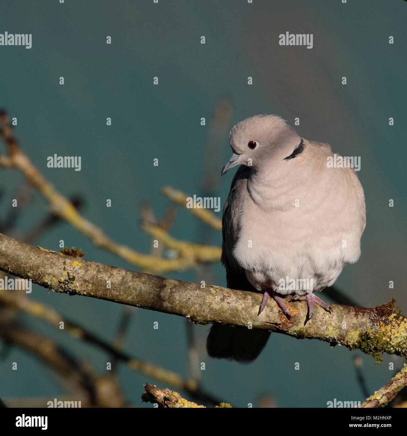 Anatomy of birds hi-res stock photography and images - Alamy