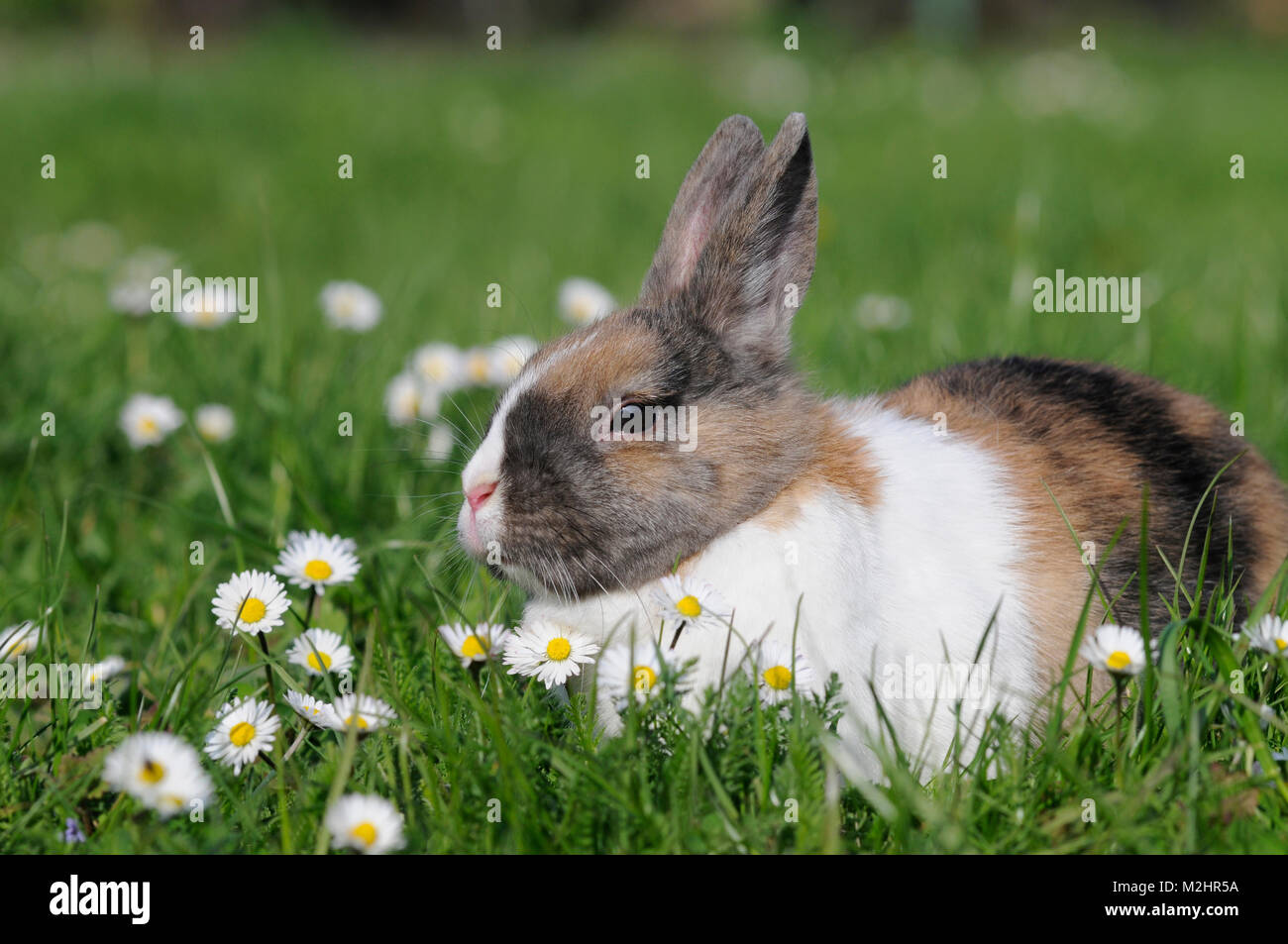 Dwarf rabbit, three-coloured, sitting in daisy meadow Stock Photo - Alamy