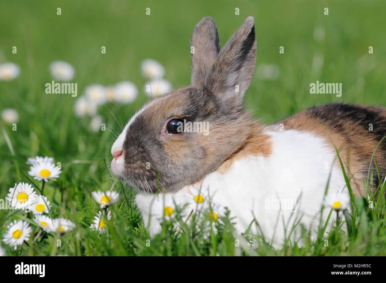 Dwarf rabbit, three-coloured, sitting in daisy meadow Stock Photo - Alamy