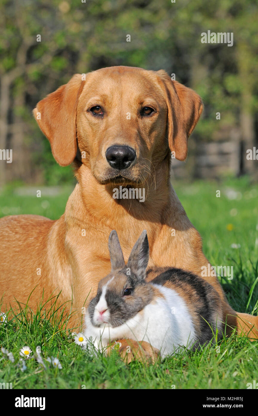 Labrador Retriever, yellow, bitch and dwarf rabbit, three-coloured ...