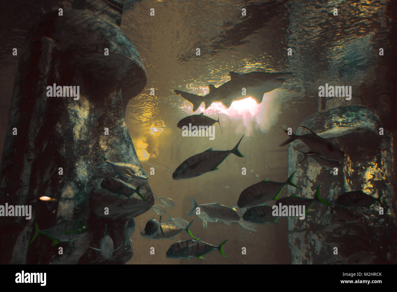 London aquarium hi-res stock photography and images - Alamy