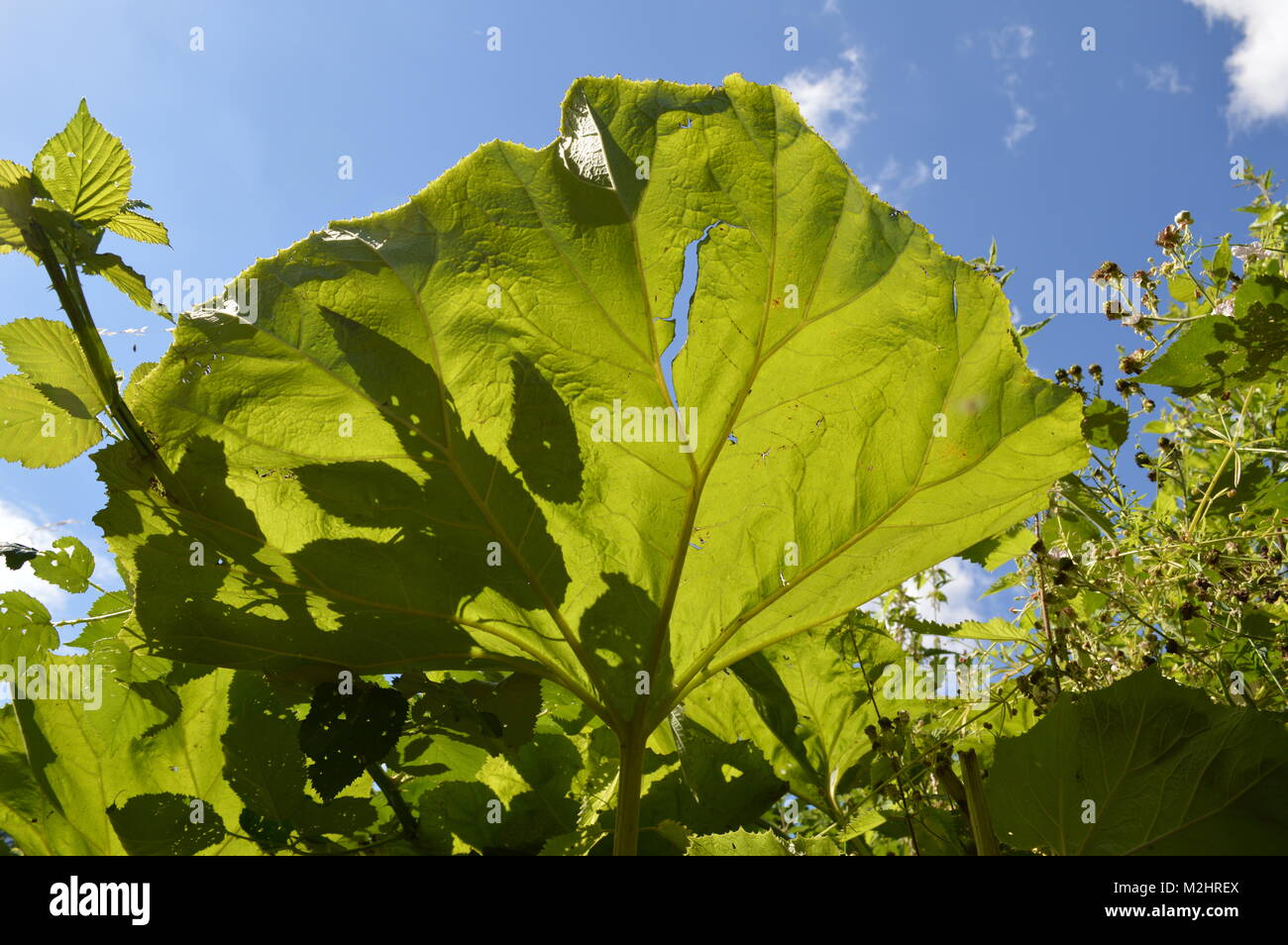 Big leaf plants hi-res stock photography and images - Alamy